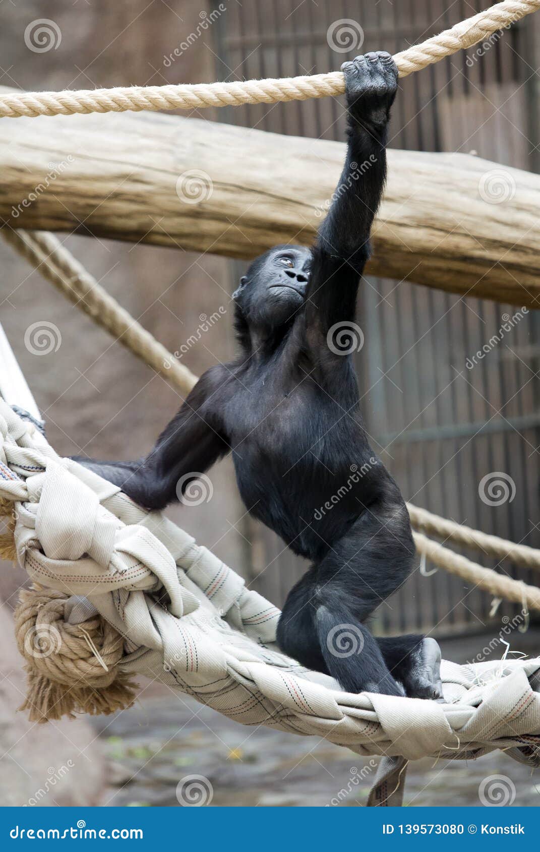Gorilla Cub Holds on To the Rope Stock Photo - Image of holds, monkey ...
