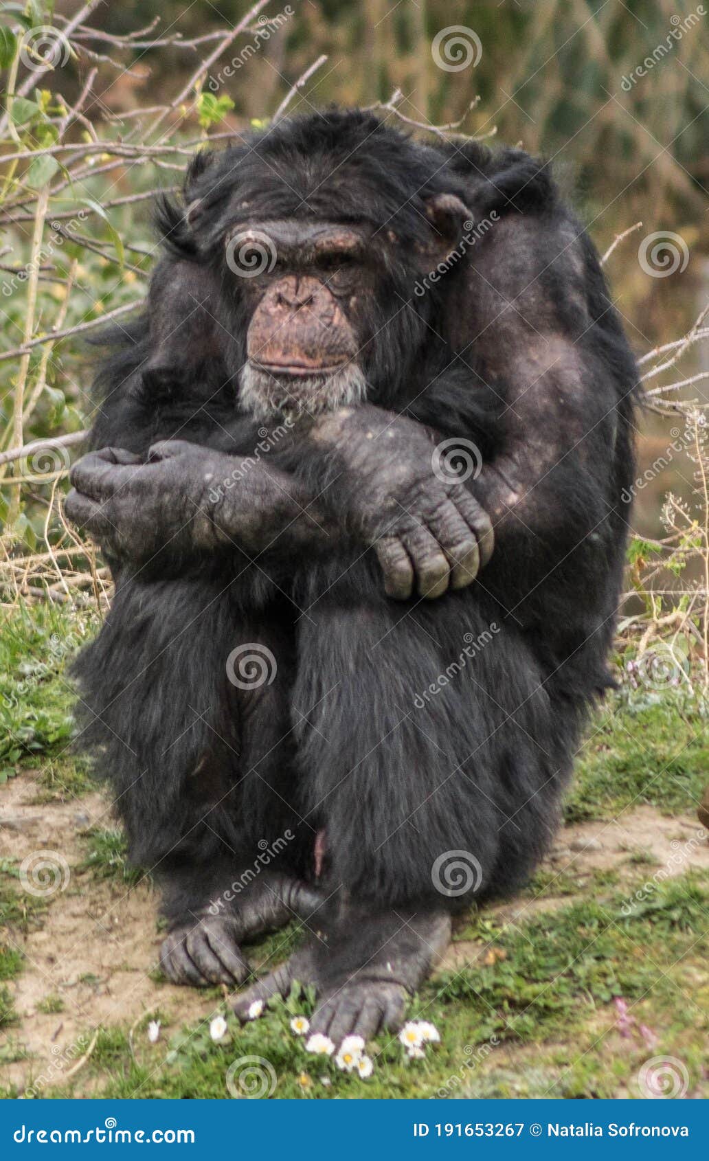 Gorilla in Deep Thought. What he is Thinking about Stock Image - Image ...