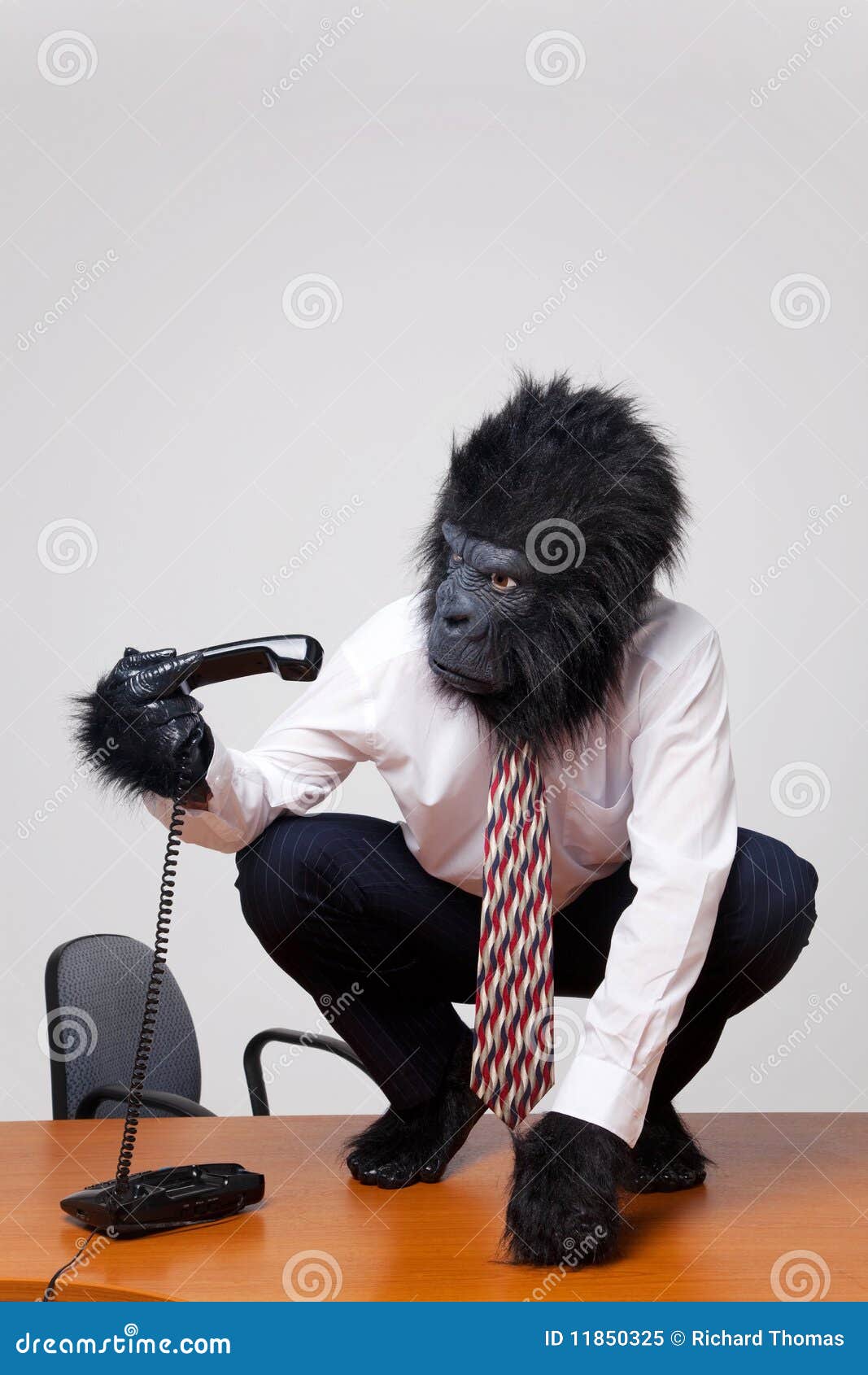 Gorilla on a Desk Picking Up the Phone. Stock Image - Image of concept ...