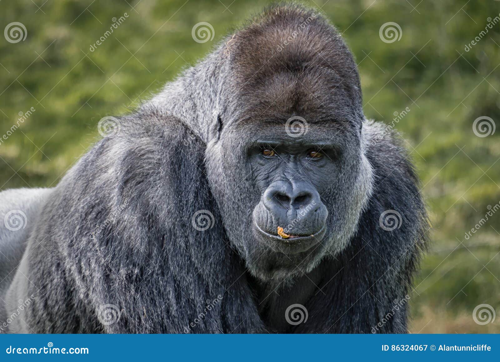 Gorilla di Silverback immagine stock. Immagine di natura - 86324067