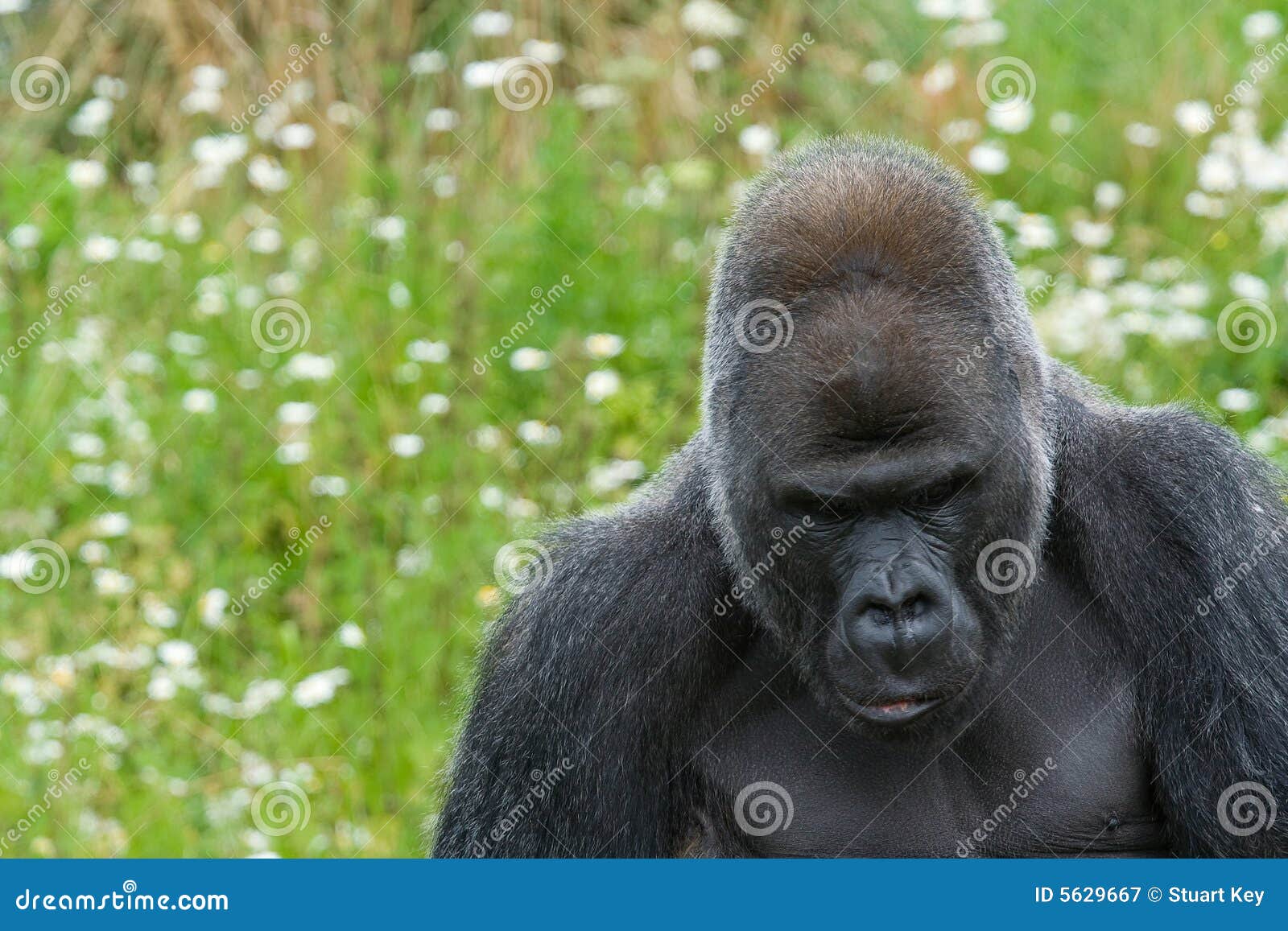 Gorilla Di Silverback Che Sembra Triste Immagine Stock - Immagine di ...