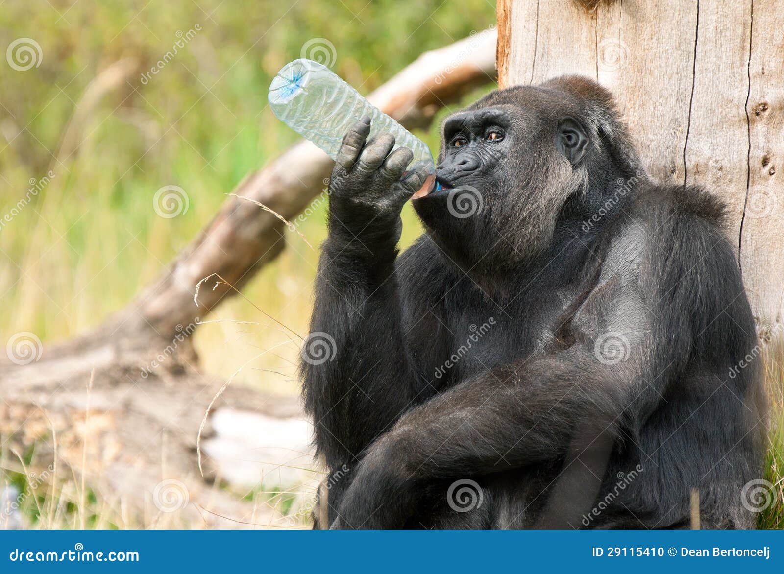 Gorilla drinking stock photo. Image of intelligent, wild - 29115410