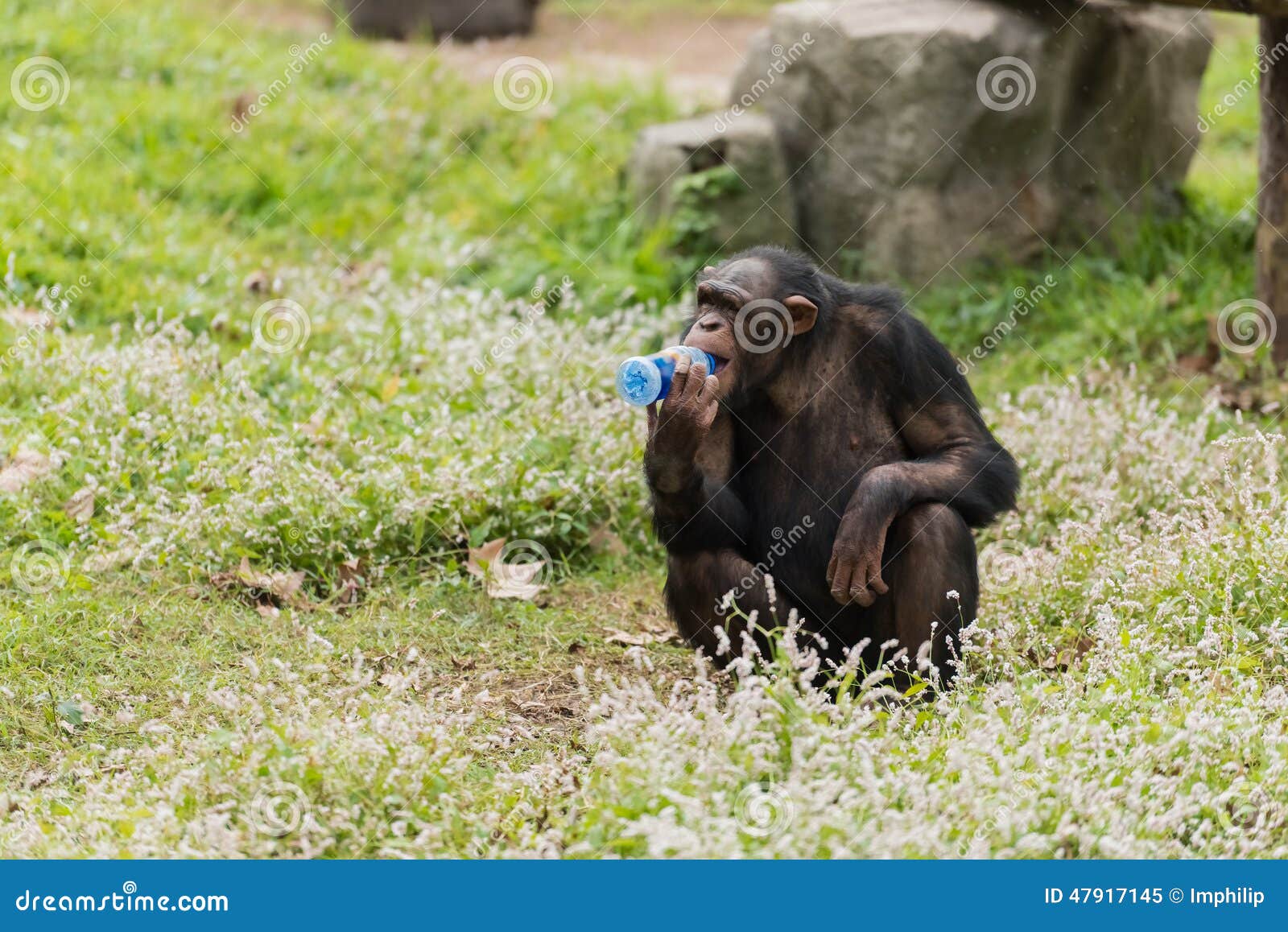 Gorilla stock image. Image of safari, event, spiritual - 47917145