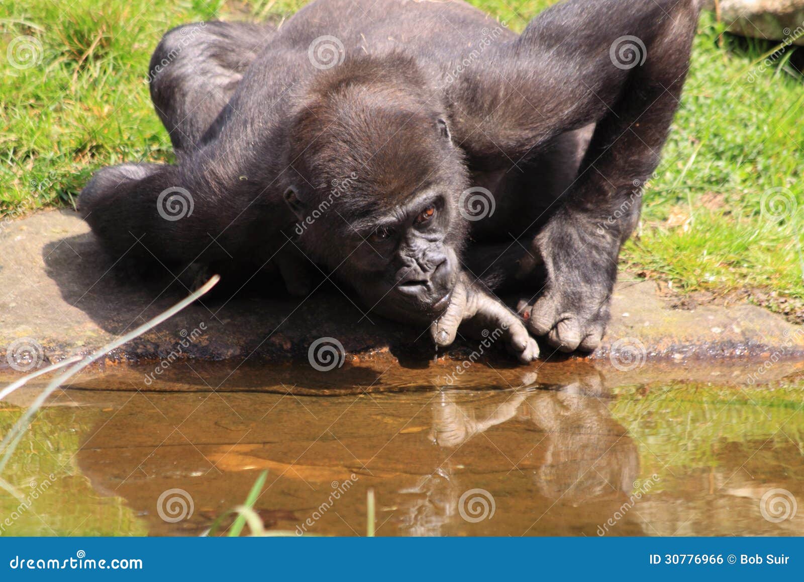Gorilla Monkey Drinking Water Stock Photo - Image of drinking, adorable ...