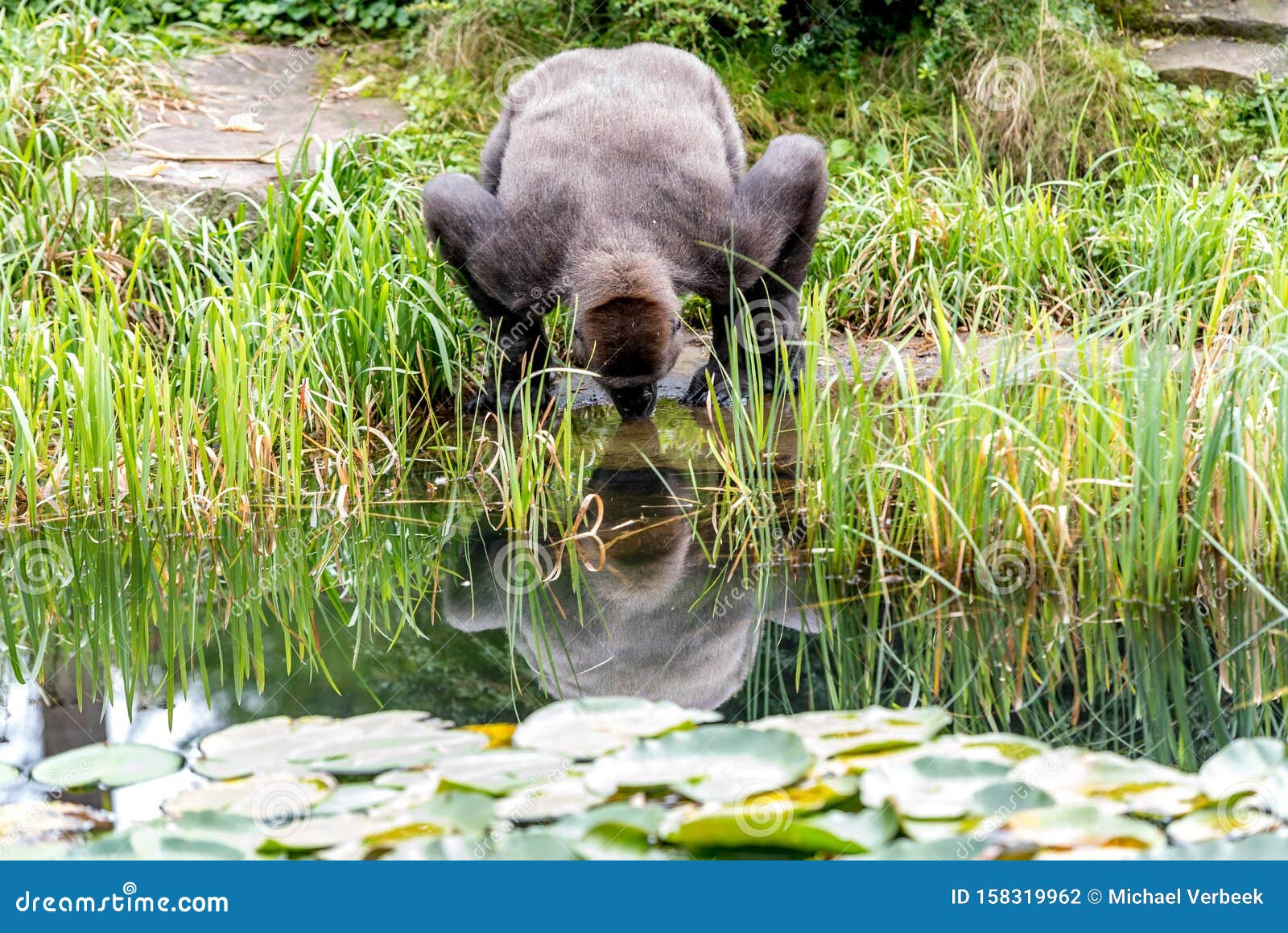A Gorilla Drinks from the Water between the Reeds Stock Photo - Image ...