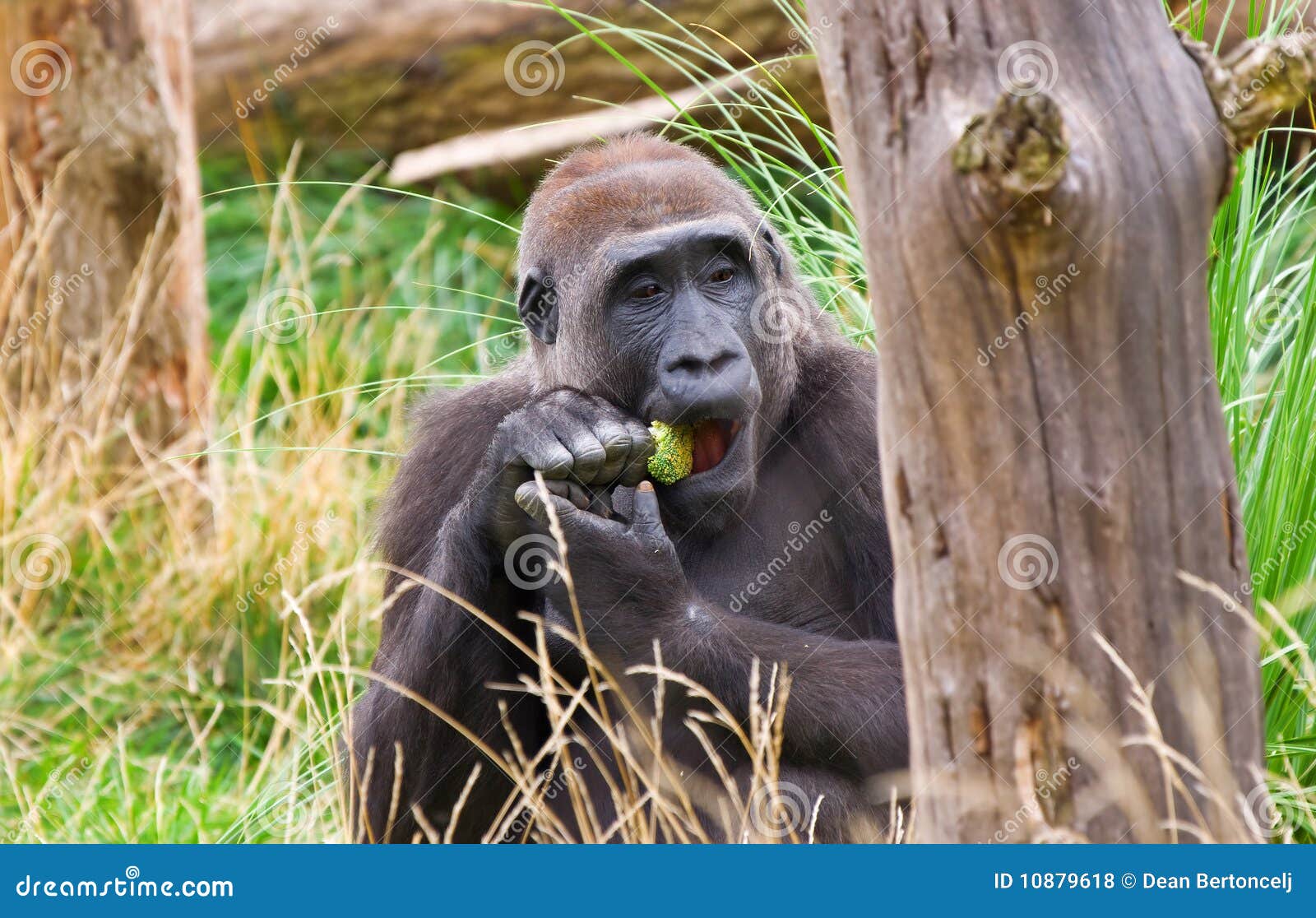 Gorilla eating stock photo. Image of primate, western - 10879618