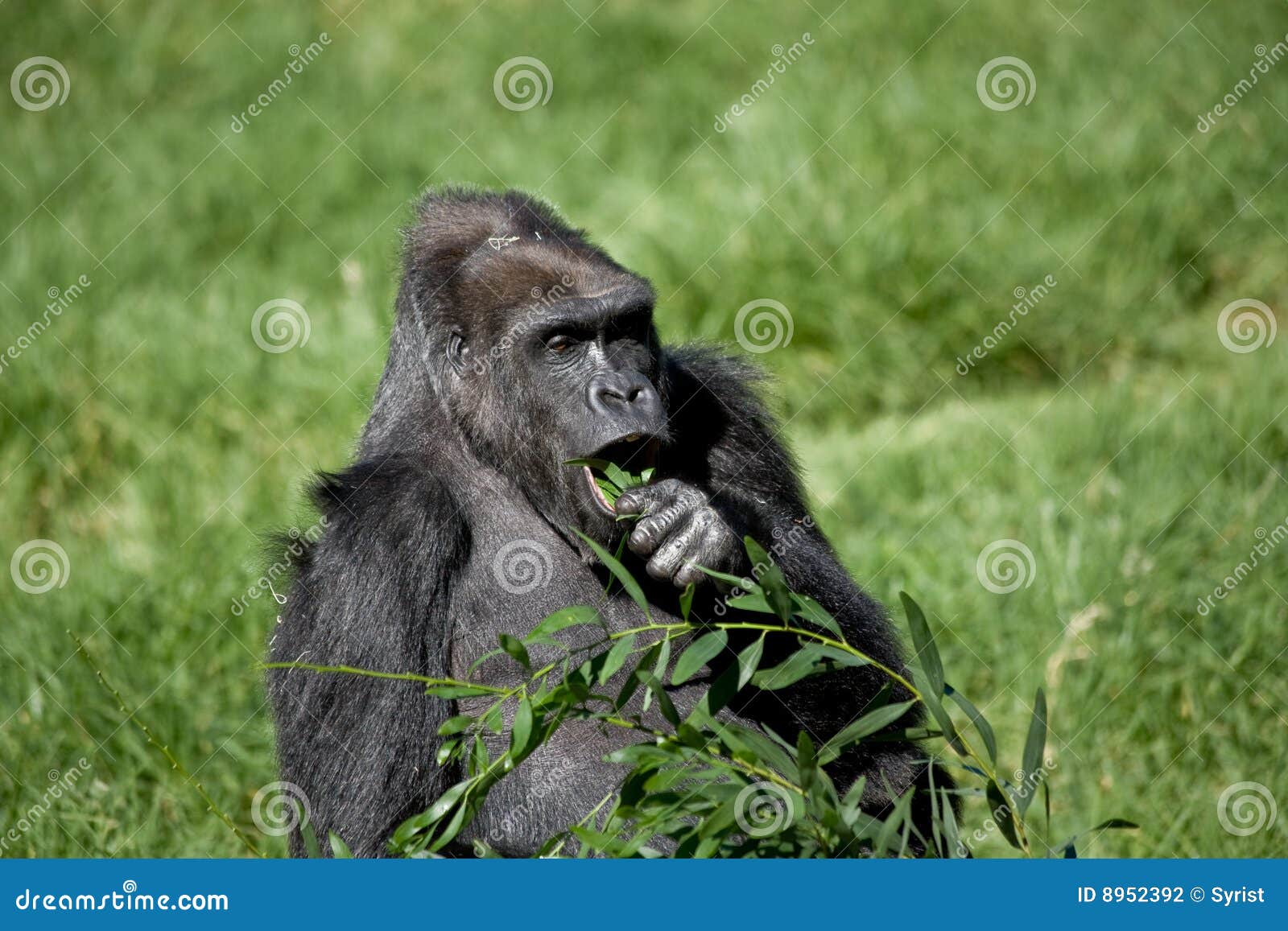 Gorilla Eating stock photo. Image of sitting, monkey, majestic - 8952392