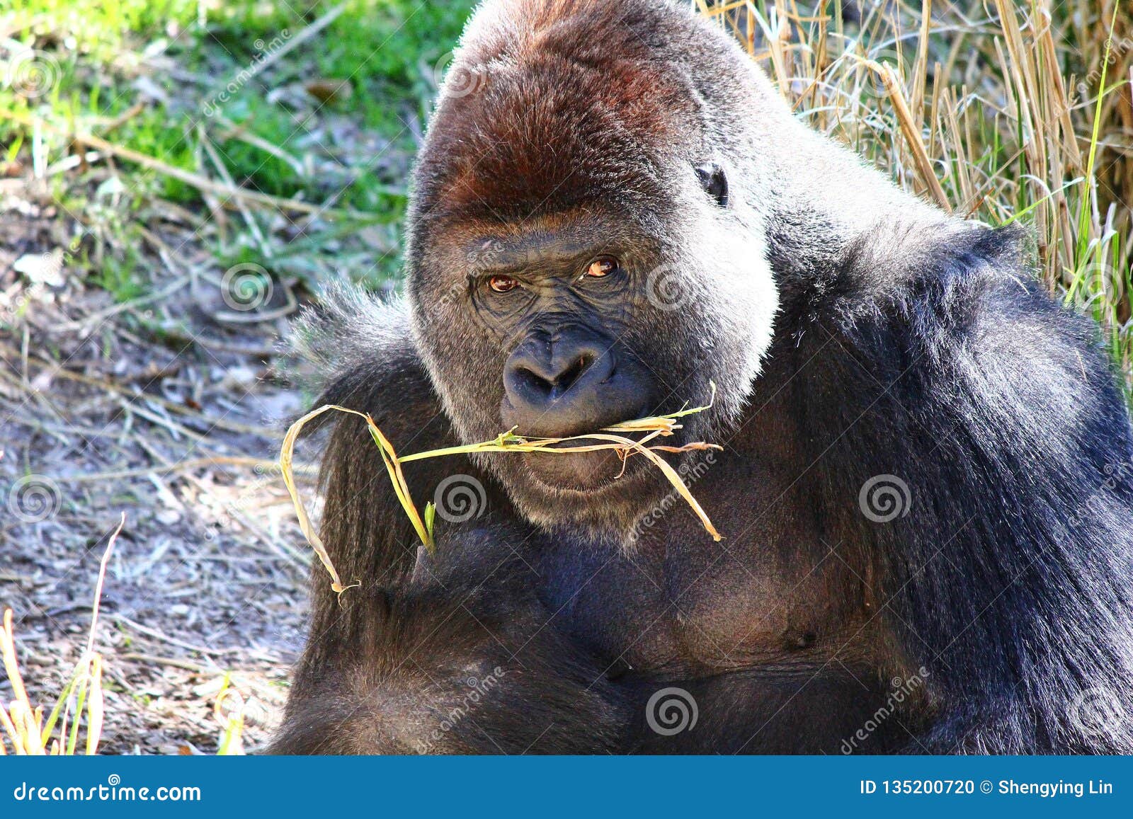 Gorilla stock photo. Image of gorilla, bamboo, houston - 135200720