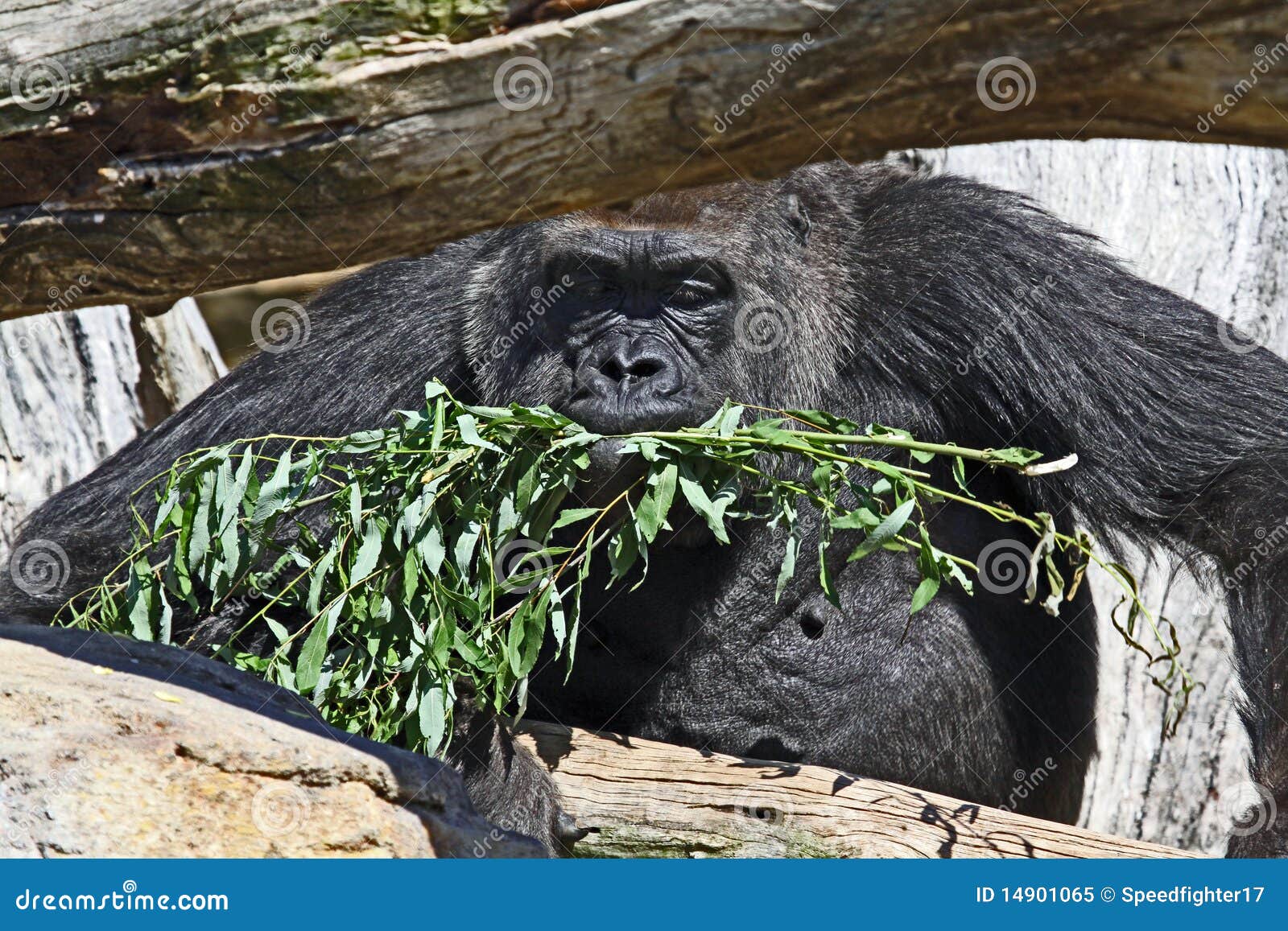 Gorilla eating food stock image. Image of single, eating - 14901065