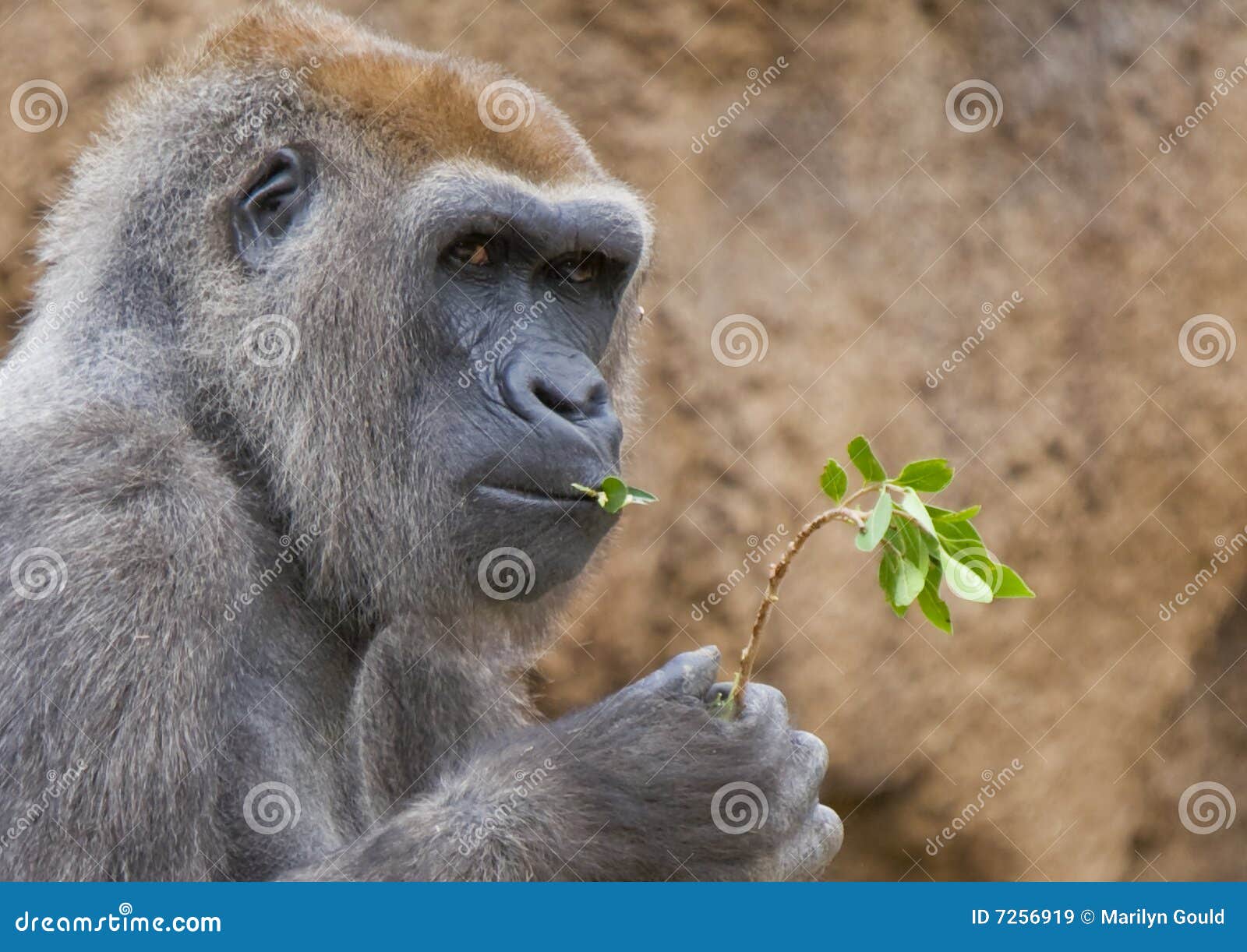 Gorilla eating leaves stock image. Image of mammal, gorilla - 7256919