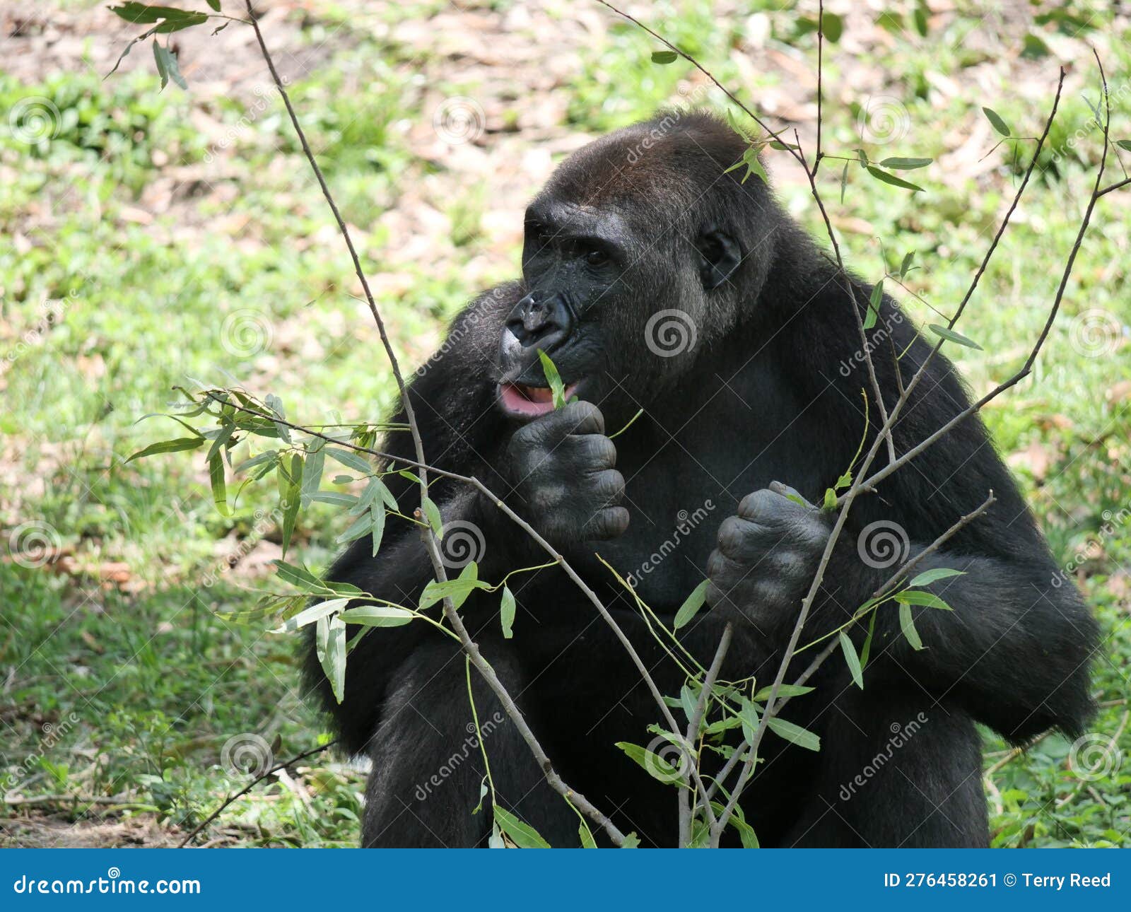 A Gorilla Eating Leaves from a Bush Stock Image - Image of monkey ...