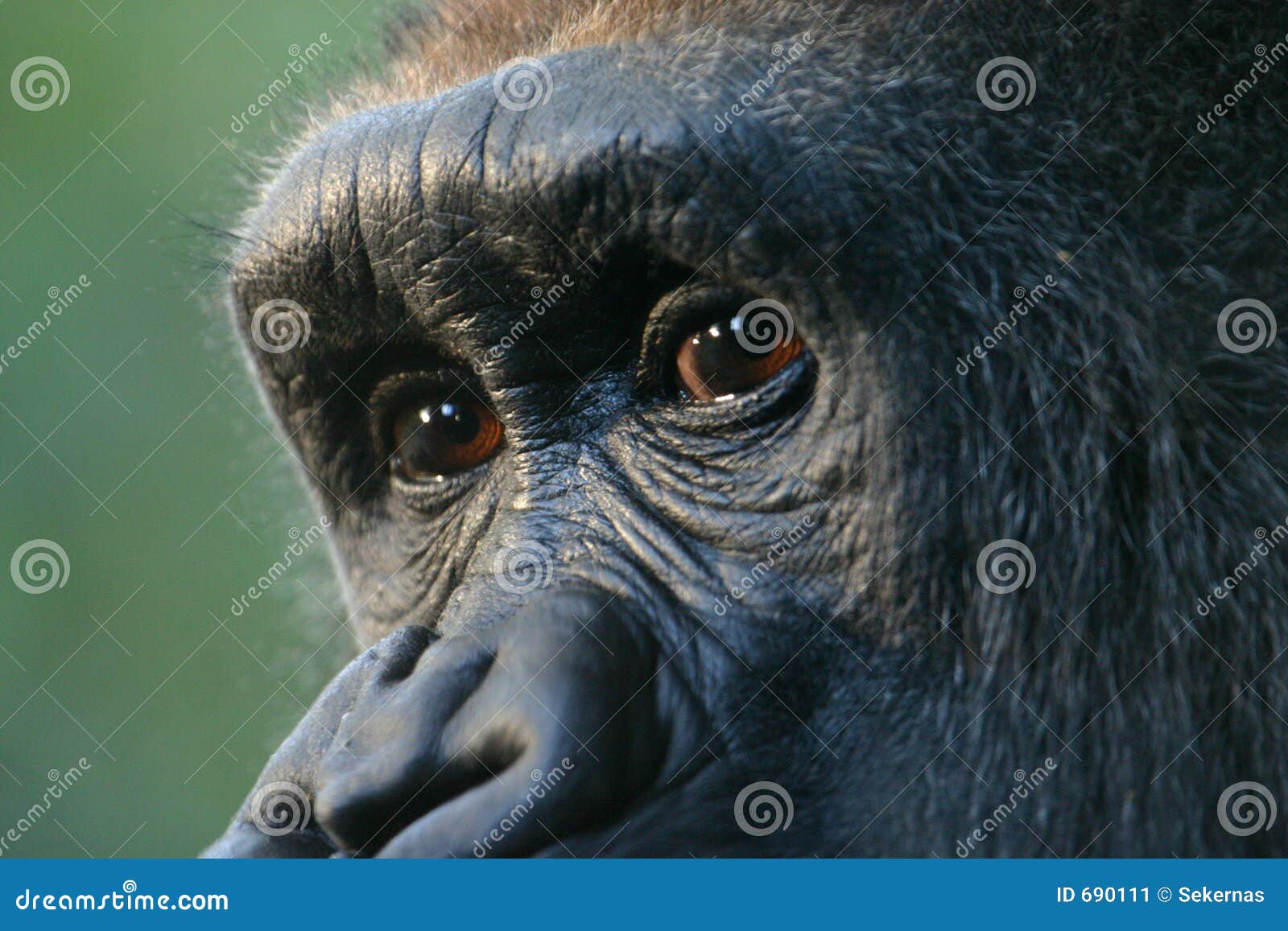 Silverback Gorilla Eyes