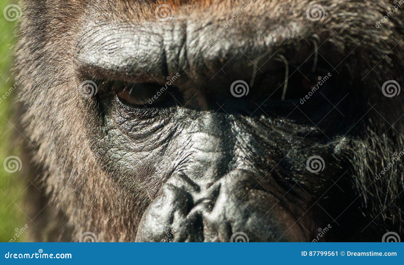 Gorilla face stock image. Image of great, head, look - 87799561