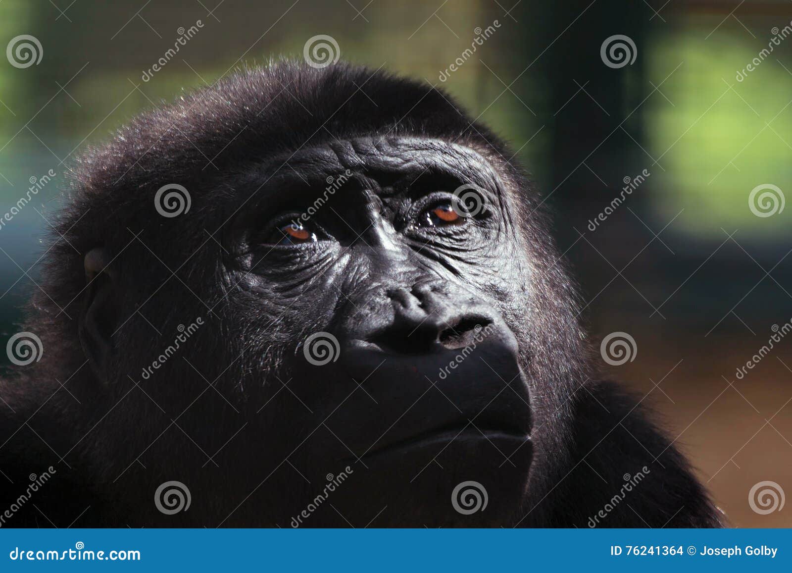 Gorilla Face Close Up. Light Falling on Eyes Stock Photo - Image of ...