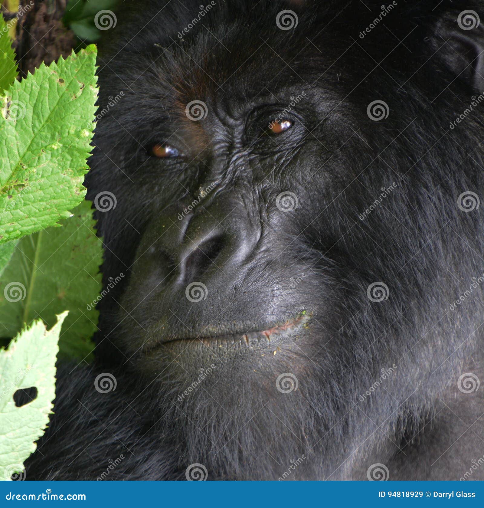 Gorilla face close up stock image. Image of foliage, gorilla - 94818929