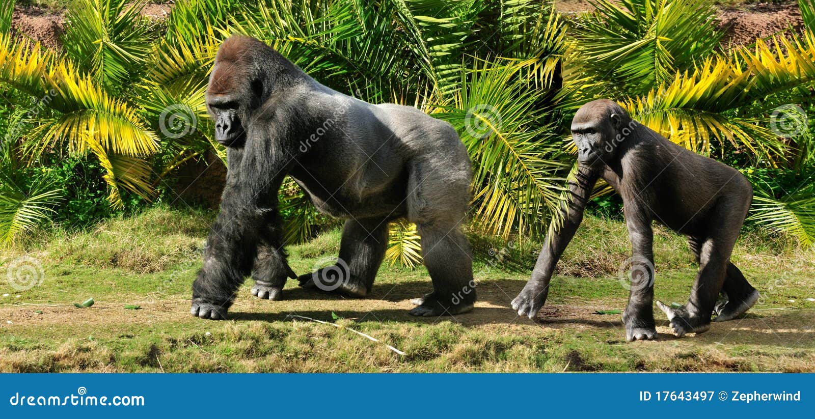 Gorilla family stock image. Image of wild, mountain, gorilla - 17643497