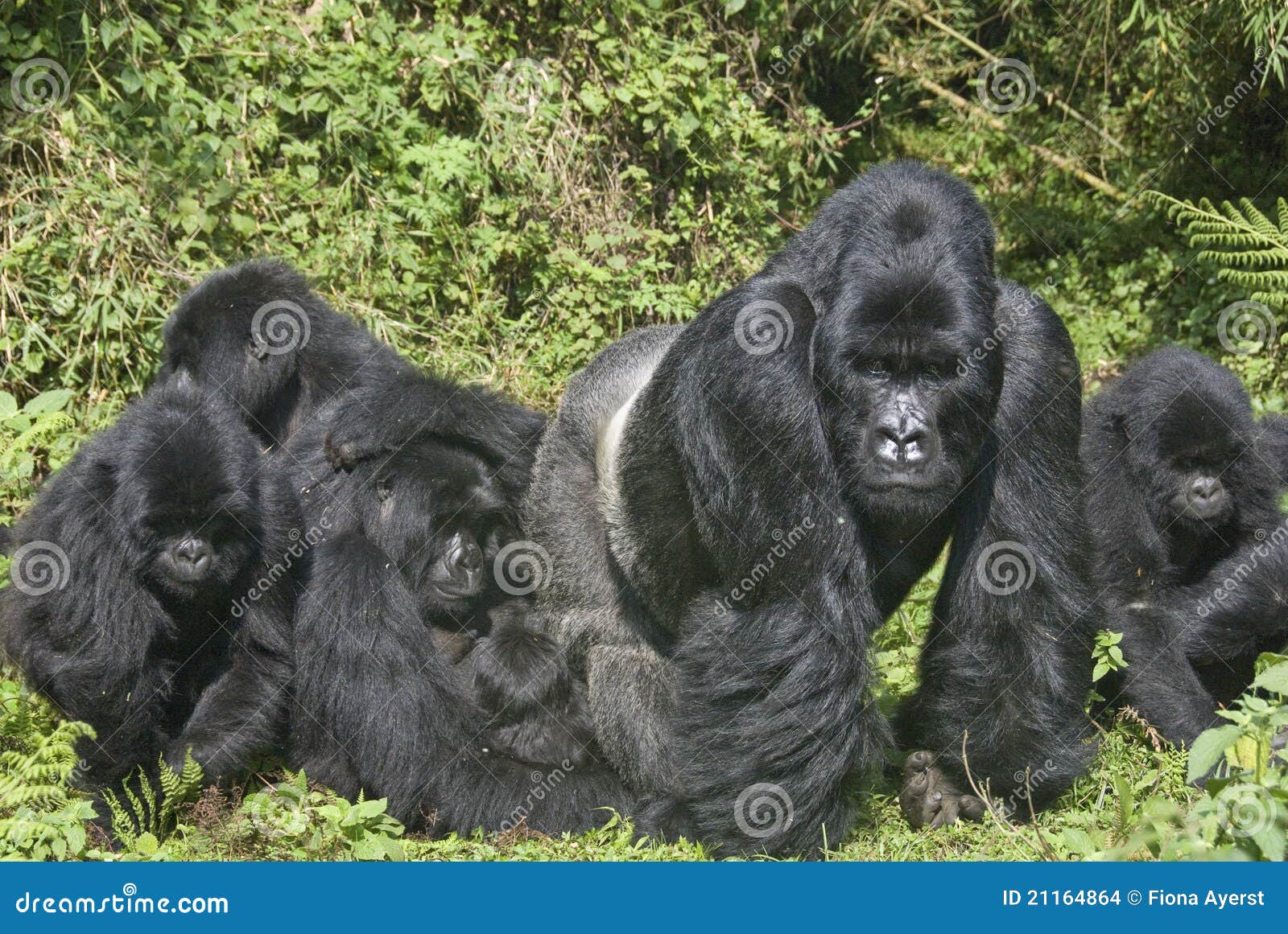 Gorilla Family Mom, One Month Old Baby And A Big Silverback In The Wild ...