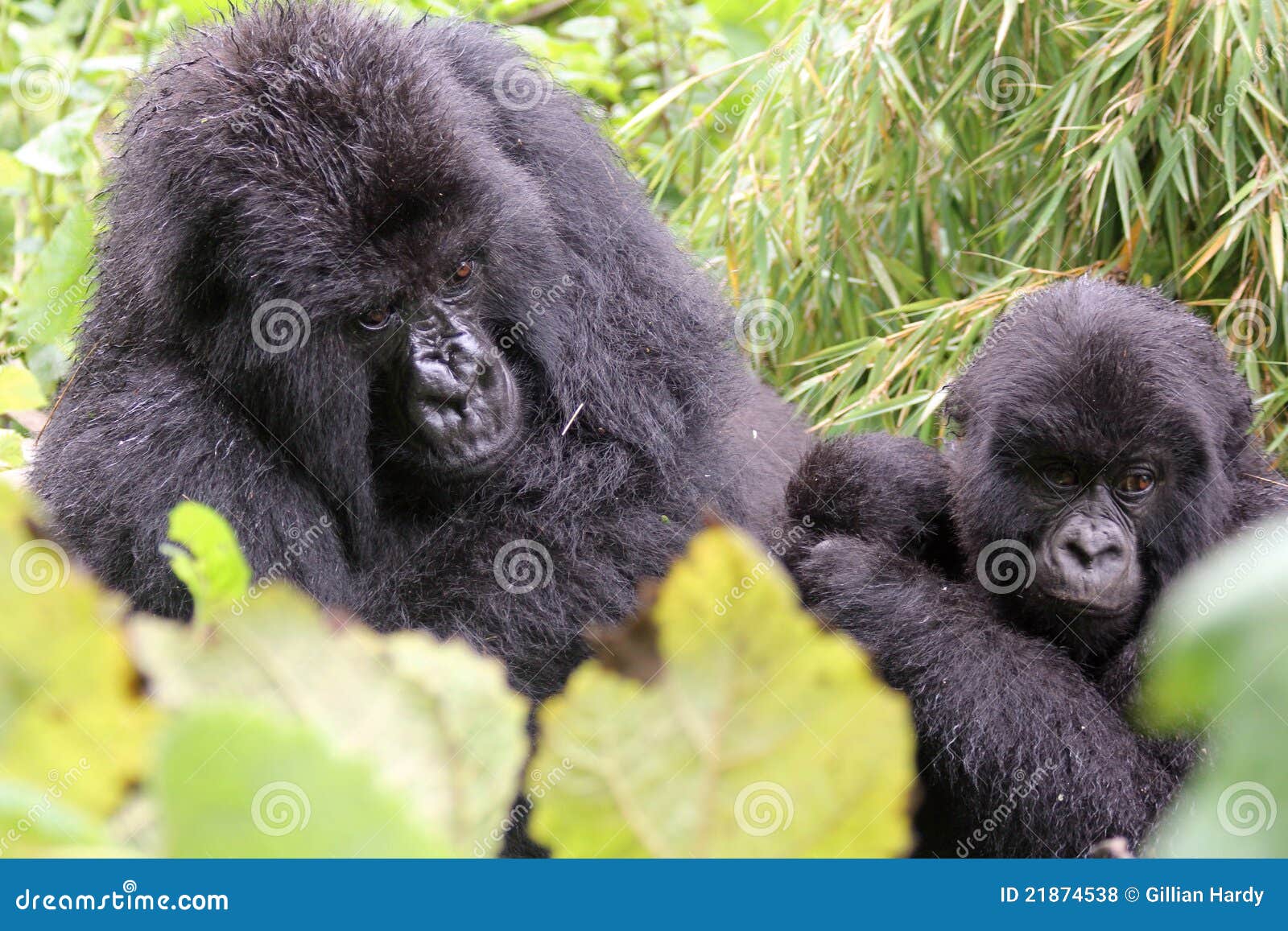Gorilla family stock photo. Image of cute, nature, large - 21874538
