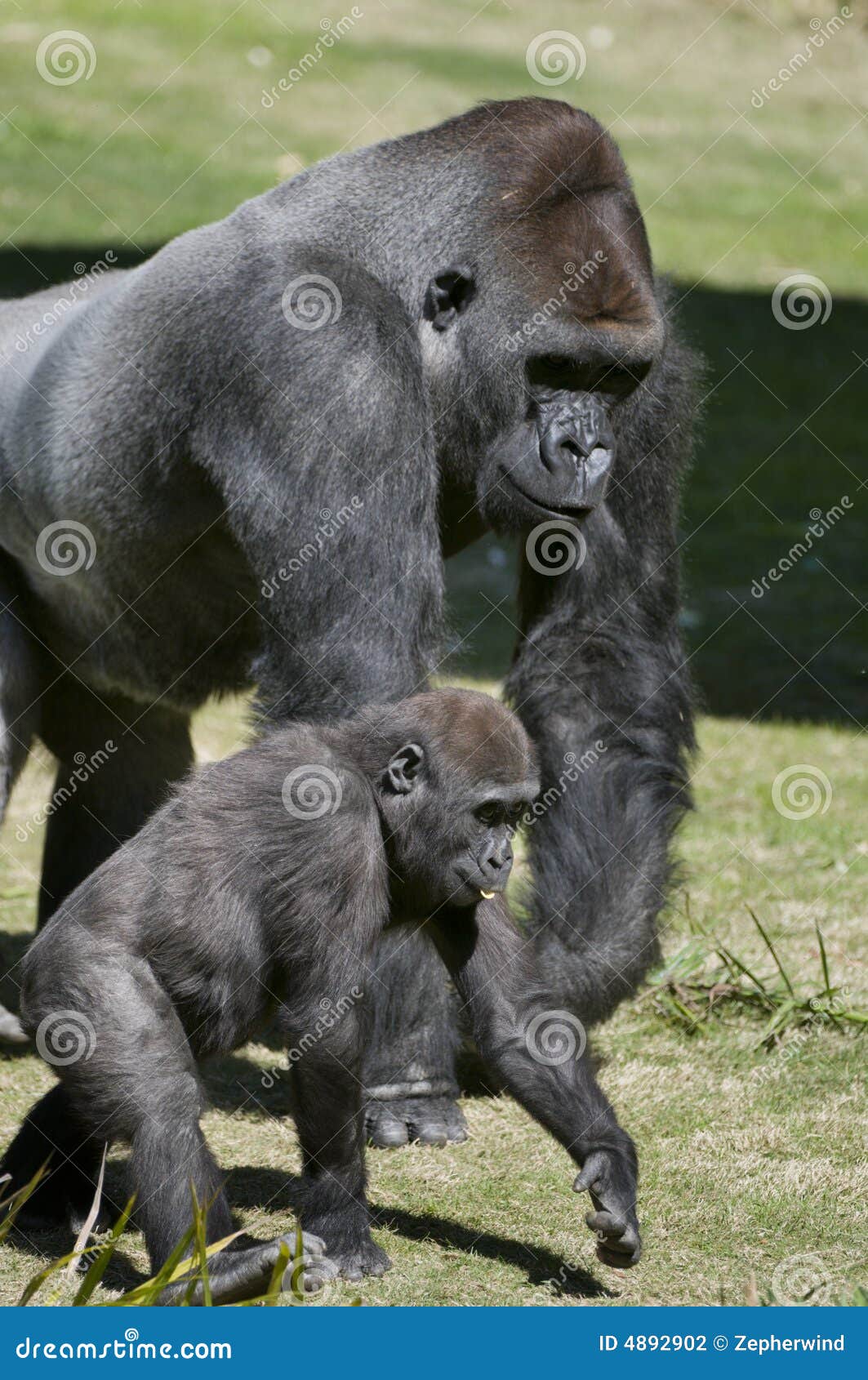 Gorilla family stock photo. Image of family, kids, animals - 4892902