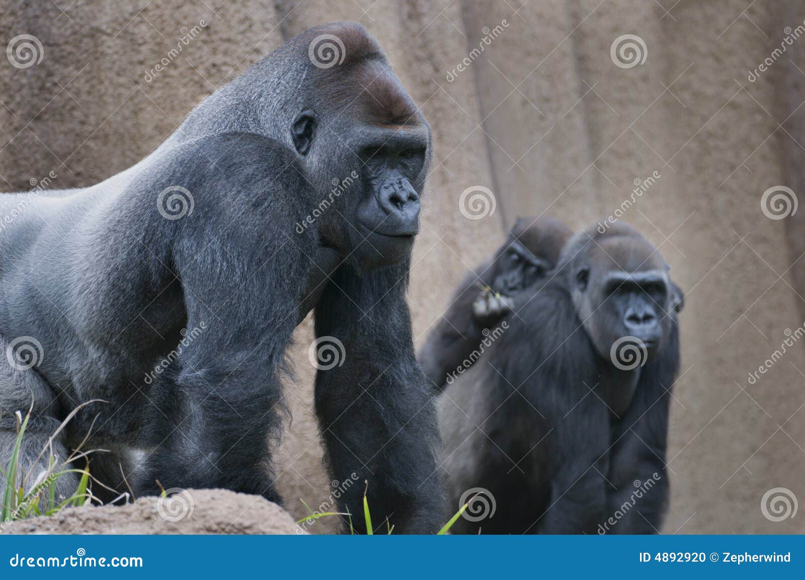 Gorilla family stock photo. Image of play, father, animals - 4892920