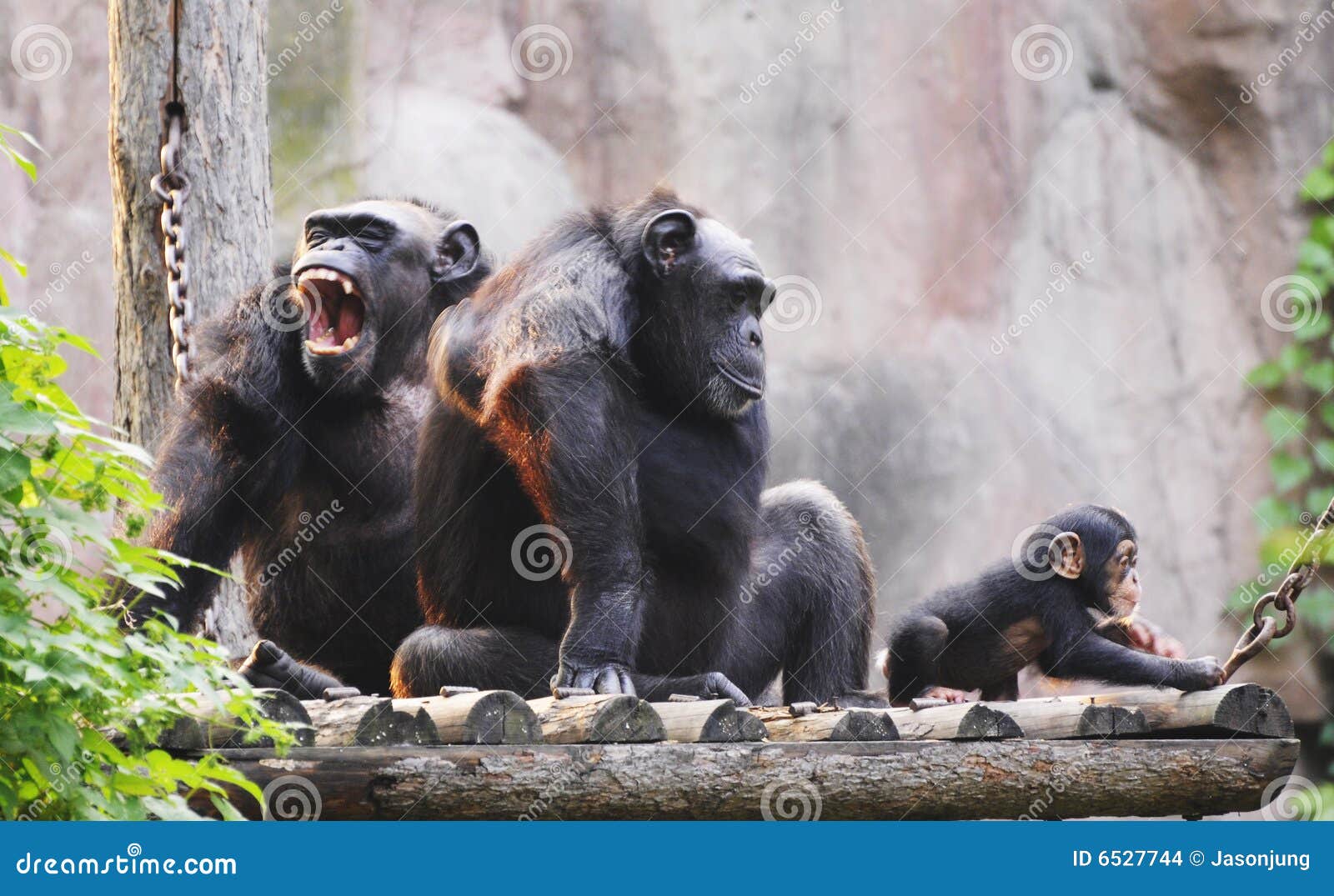 Gorilla family stock photo. Image of baby, black, mammals - 6527744