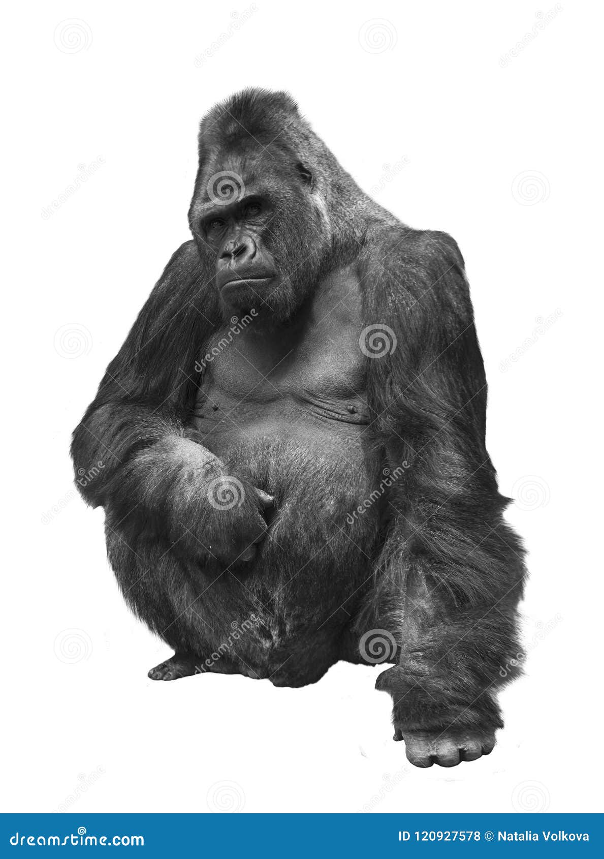 Gorilla, the Family of Primates on White Background Stock Photo - Image ...