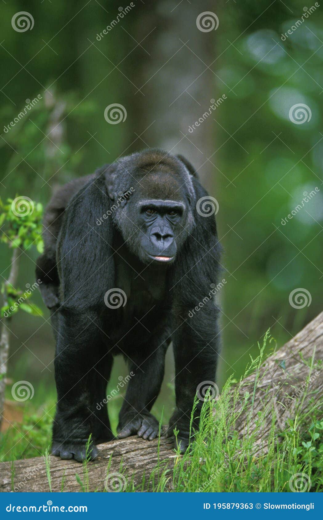 Gorilla, Gorilla Gorilla, Female Stock Image - Image of length, view ...