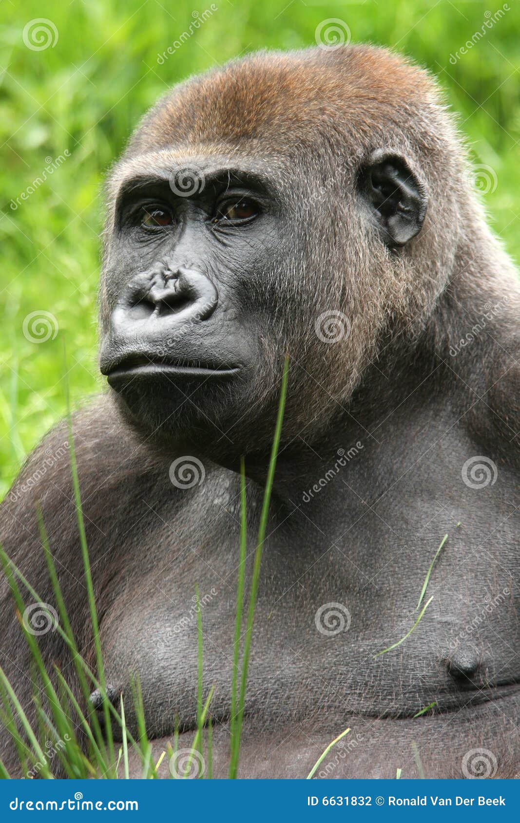 Gorilla female stock photo. Image of alone, smart, face - 6631832
