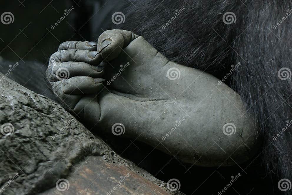 Gorilla Foot stock photo. Image of hairy, foot, primates - 133276
