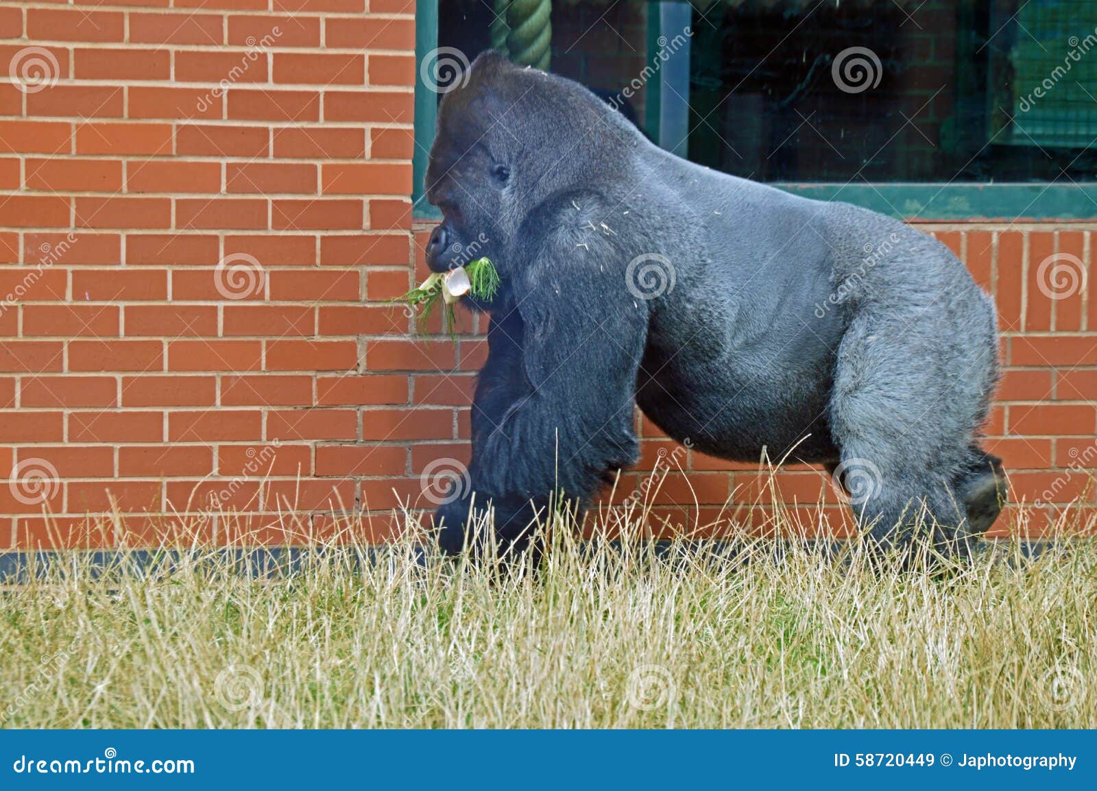 Gorilla stock image. Image of critically, endangered - 58720449