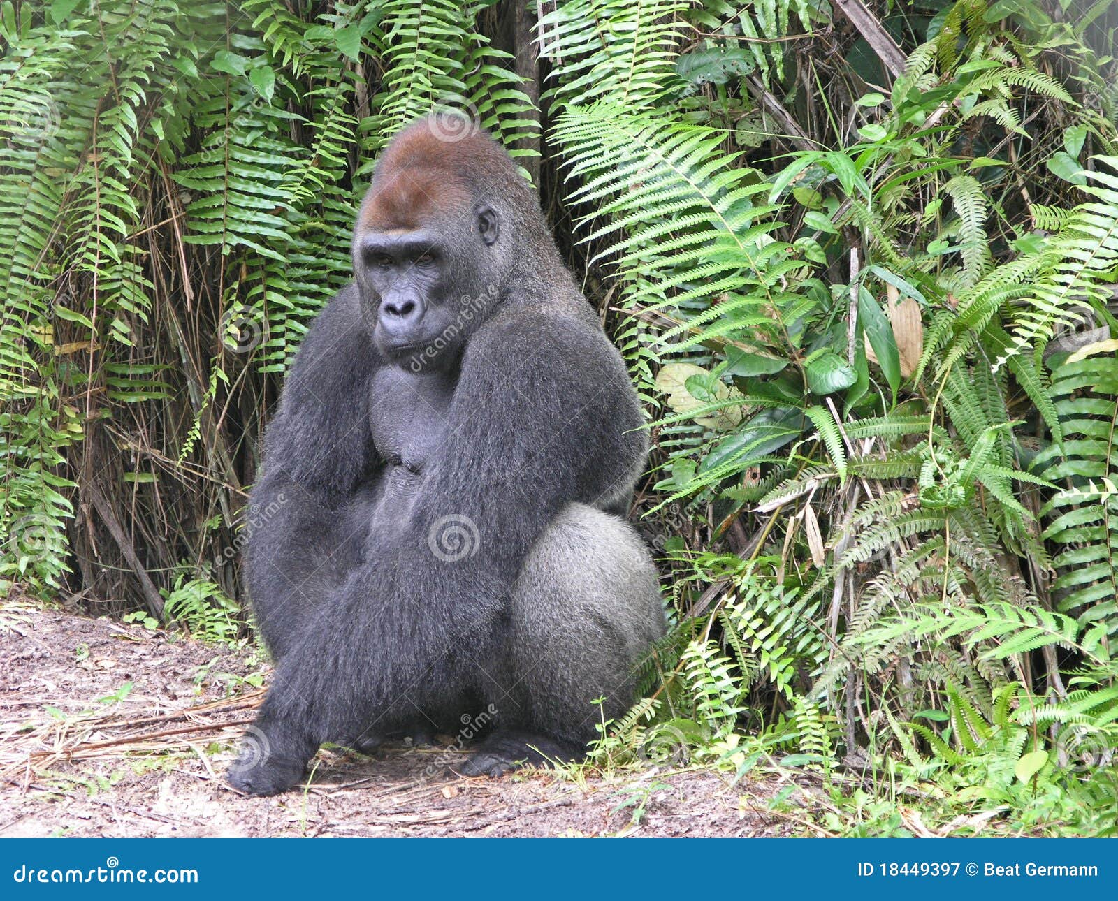 Gorilla, Gabon, West Africa Stock Image - Image of endangered, west ...