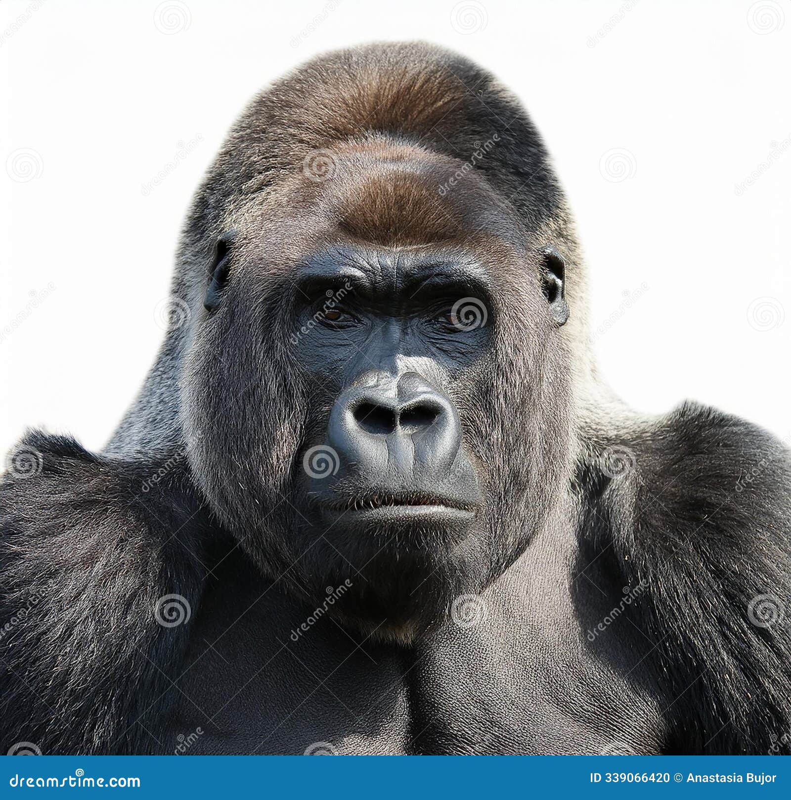 Gorilla with Dark Fur and Serious Expression of the Muzzle, Isolated on ...