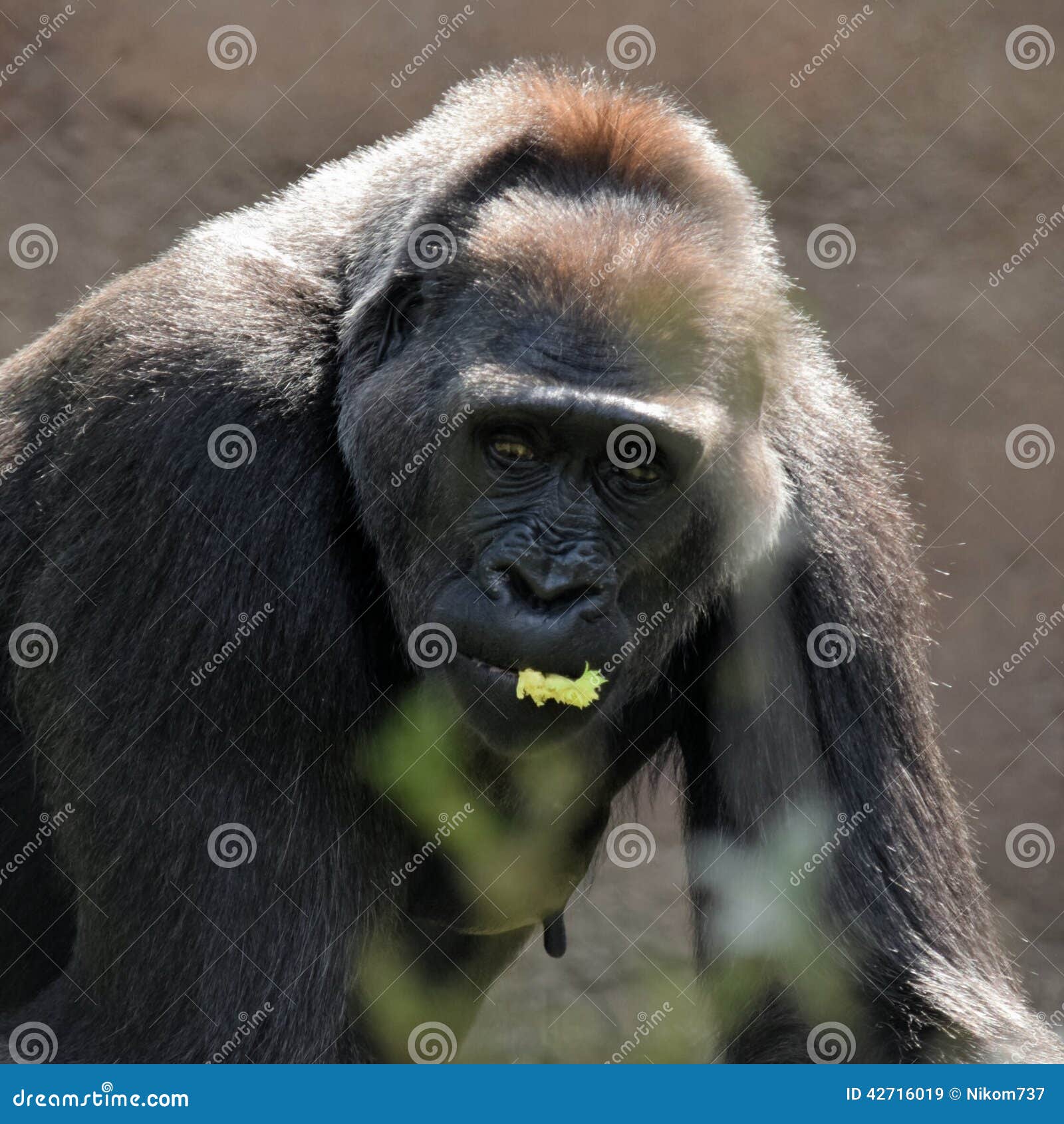 Gorilla. stock image. Image of background, mammal, fauna - 42716019