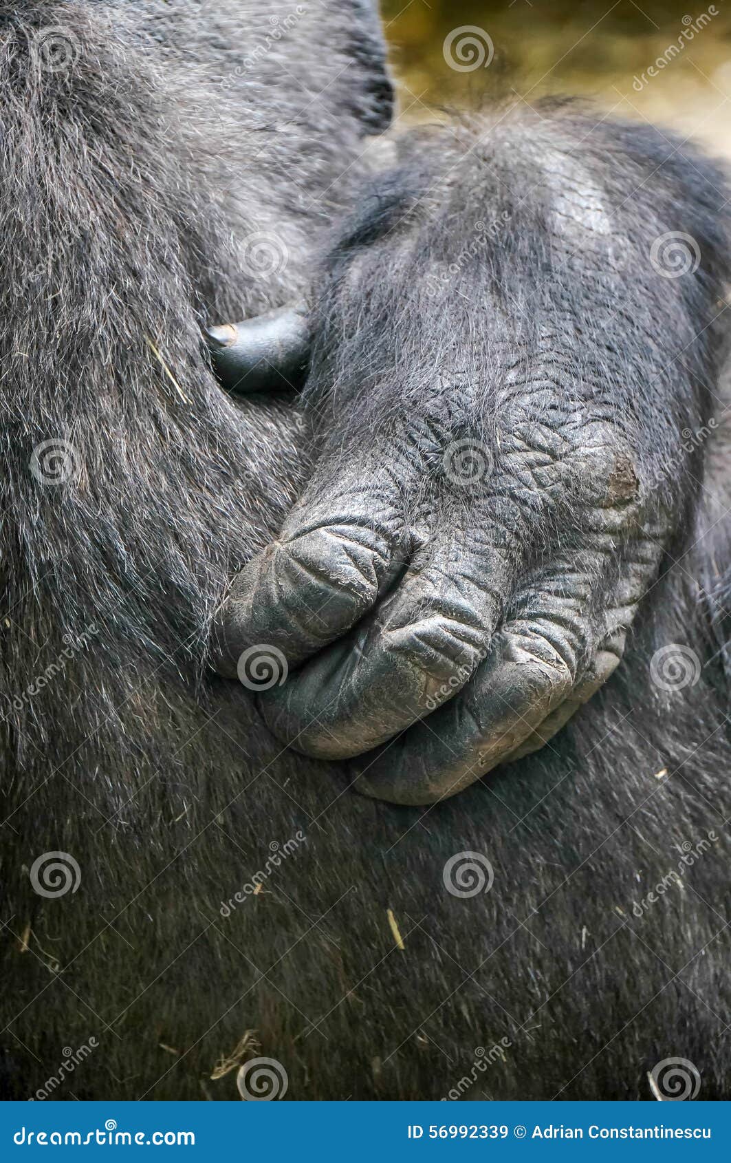 Gorilla hand stock image. Image of nature, animal, adult - 56992339