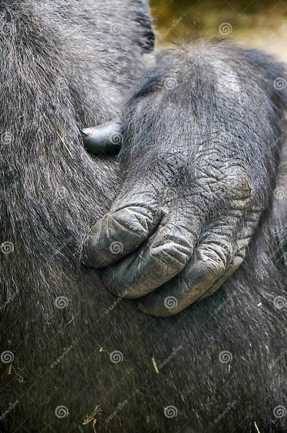Gorilla hand stock image. Image of nature, animal, adult - 56992339