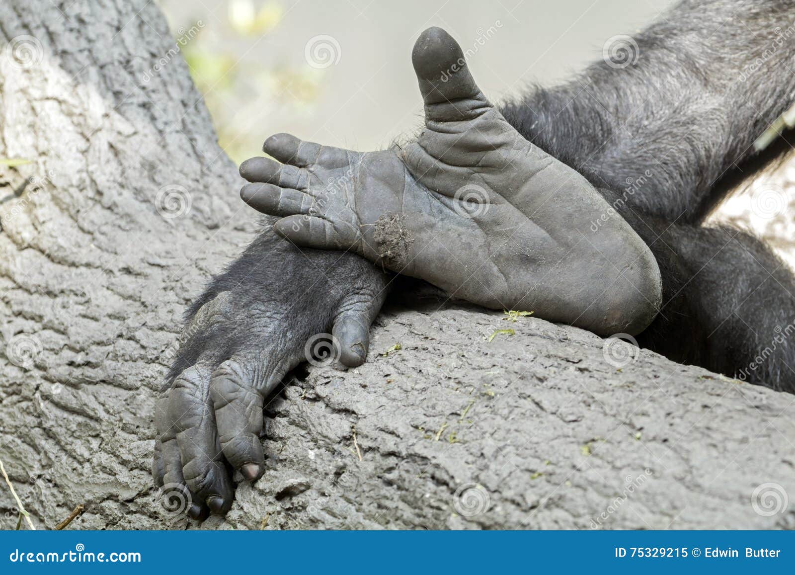Gorilla hand and feet stock image. Image of feet, face - 75329215