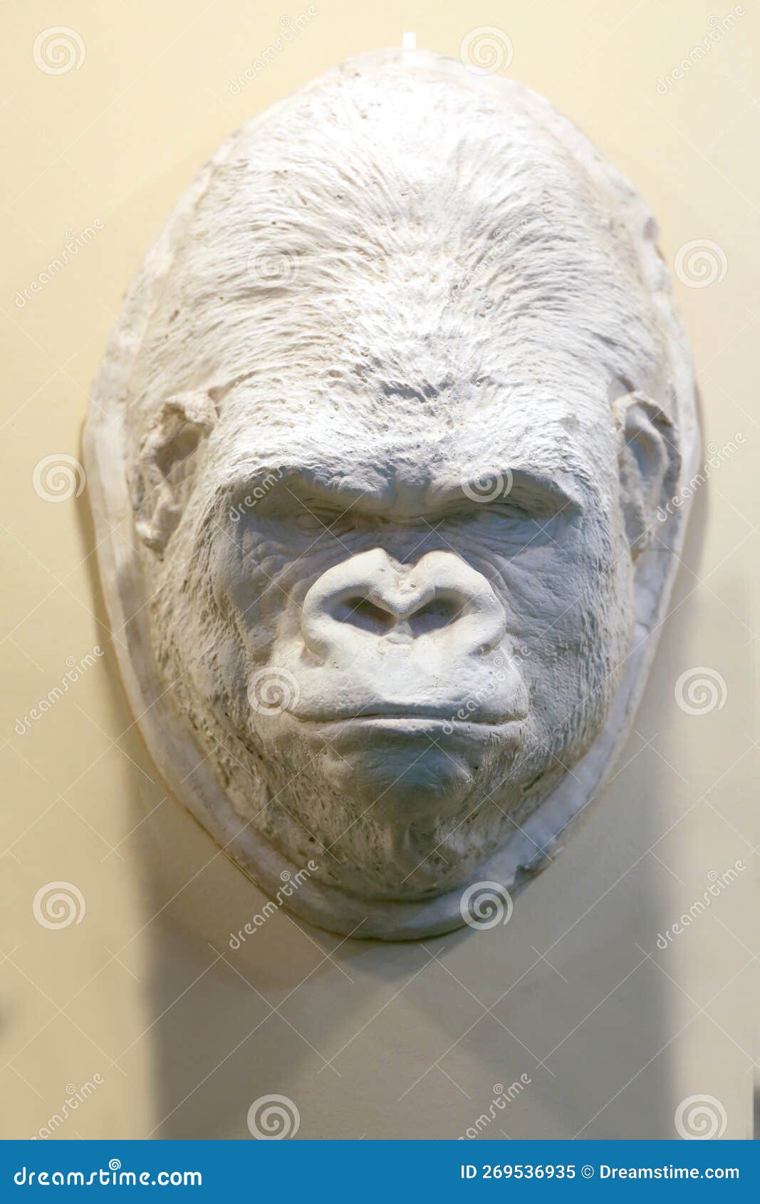Gorilla Head Made of Plaster for Taxidermy Stock Image - Image of ...