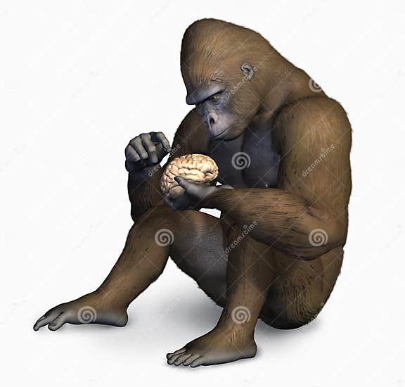 Gorilla Inspecting Human Brain - with Clipping Path Stock Illustration ...