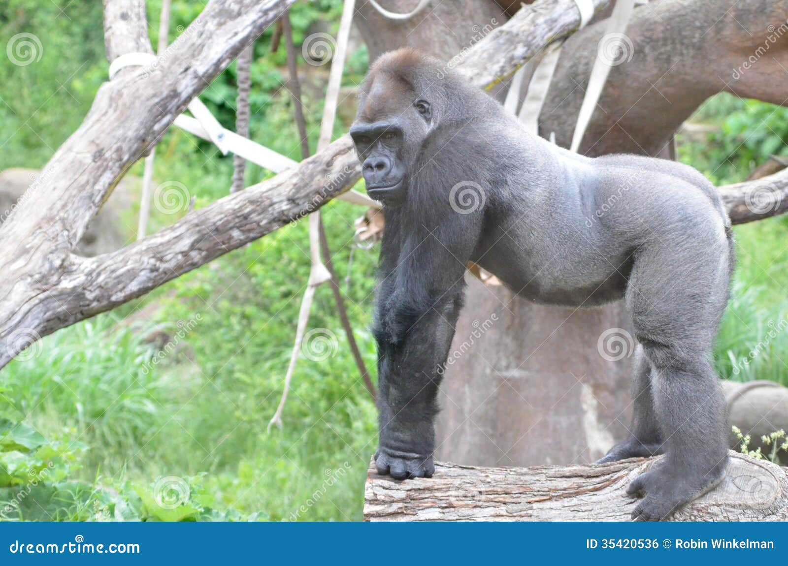 Gorilla Walking On Knuckles