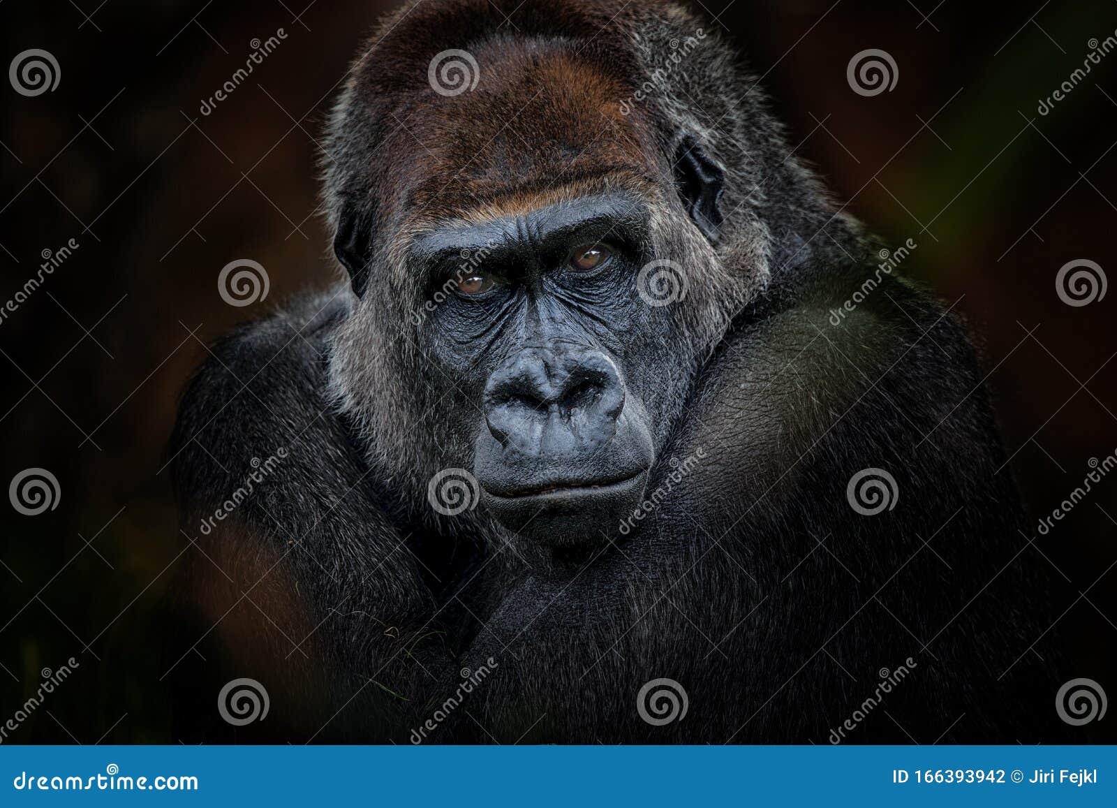Gorilla Look, Look into the Eyes of a Beautiful Creature Stock Photo ...