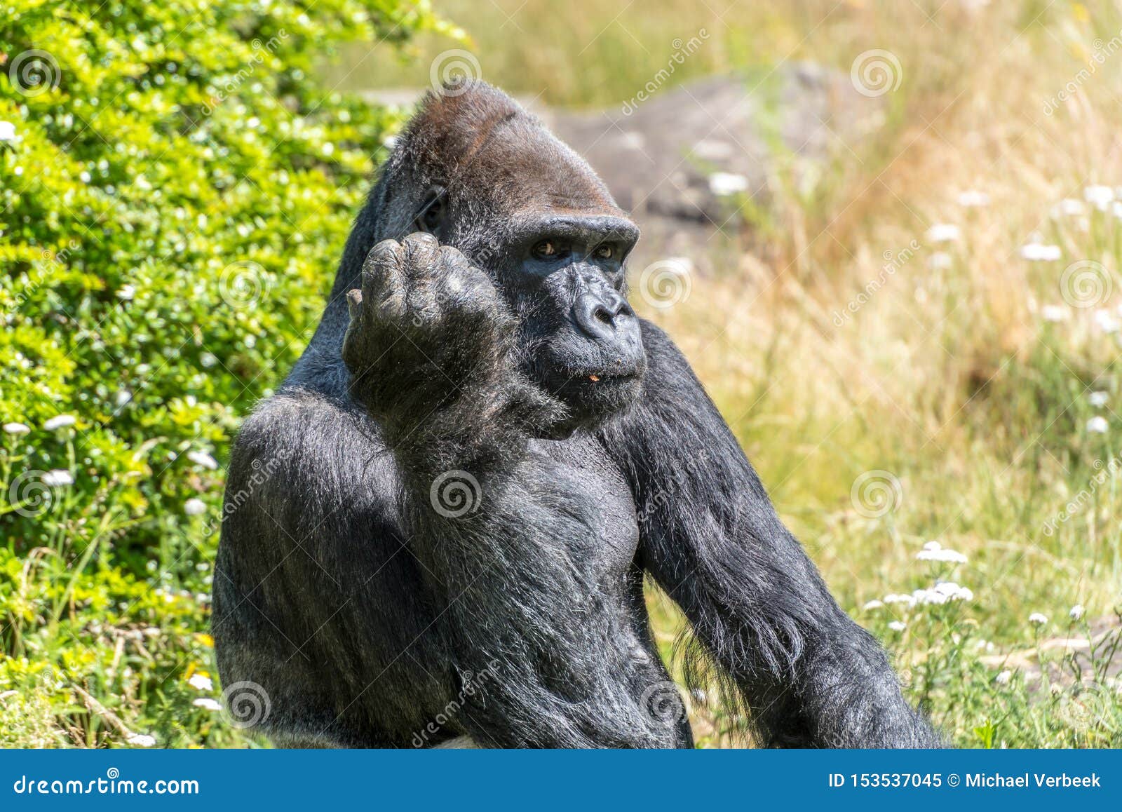 Gorilla Looks Seriously and Thinks Stock Image - Image of lazily ...