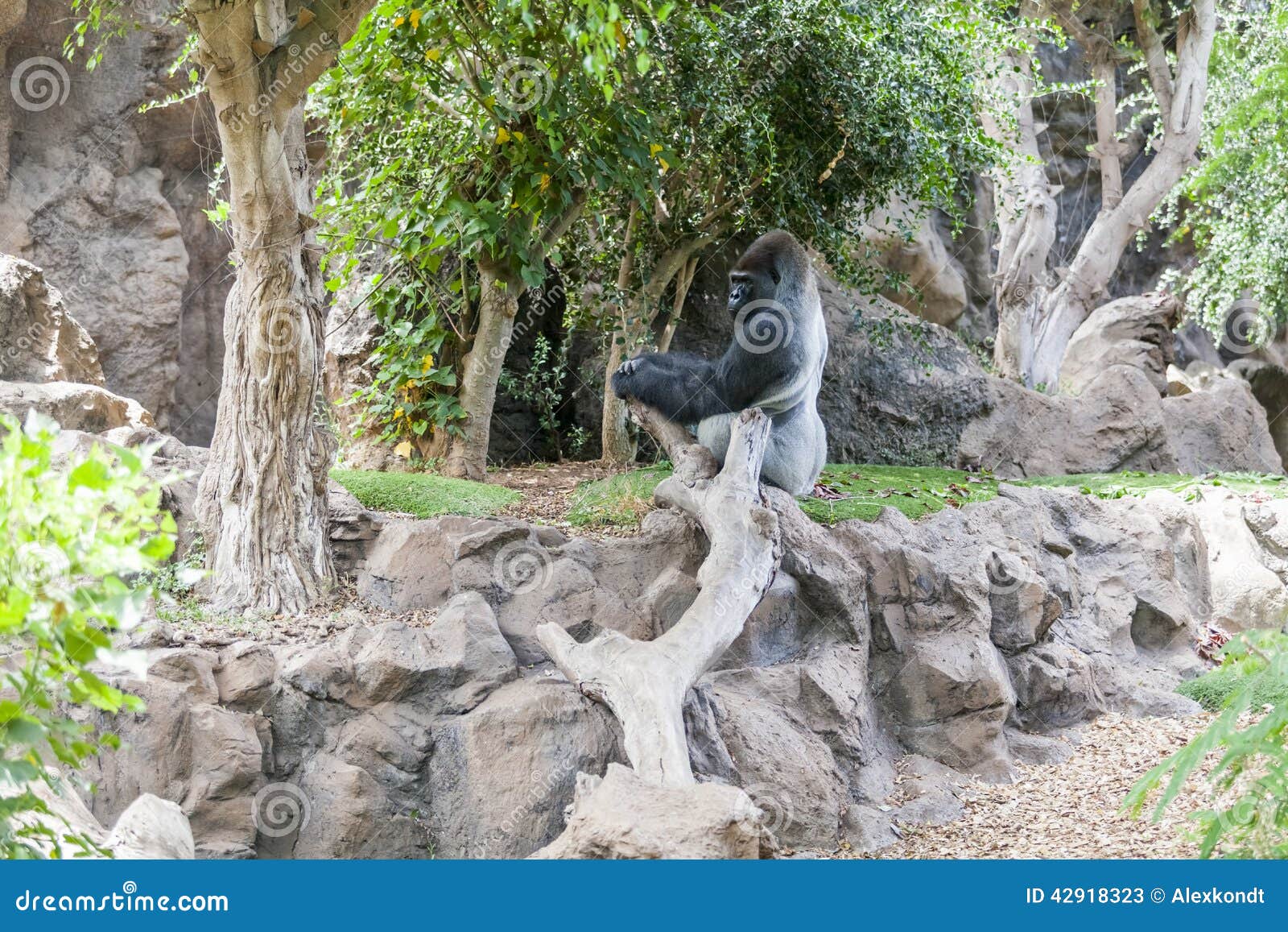Gorilla in Loro Parque. Tenerife. Spain. Stock Image - Image of monkey ...