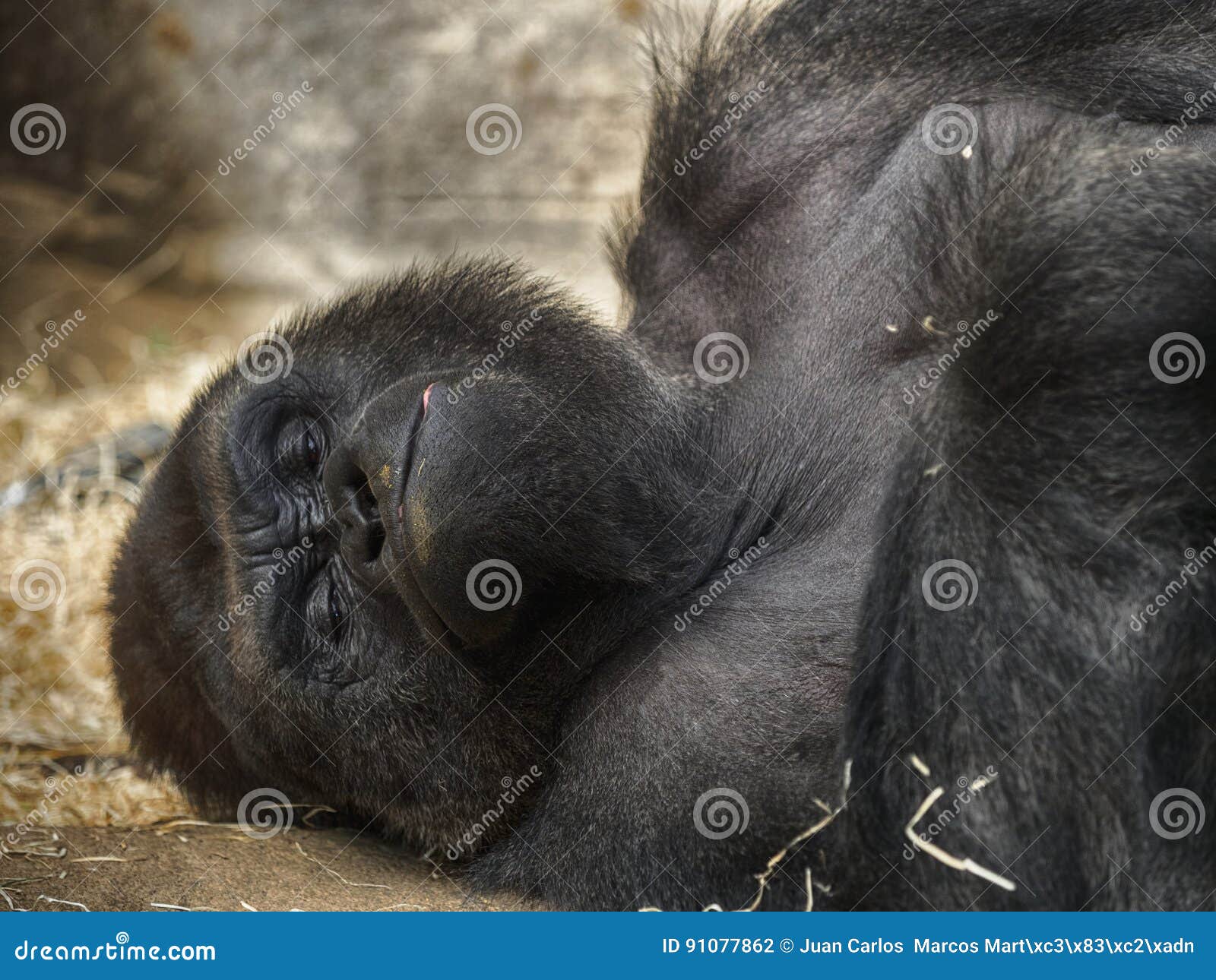 Gorilla lying resting stock photo. Image of black, adult - 91077862