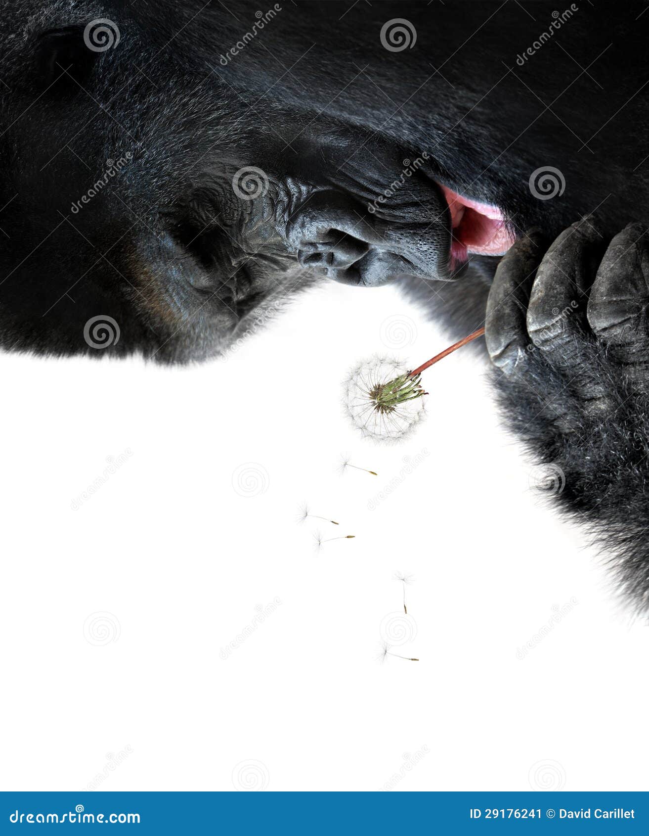 Gorilla Making a Wish, Isolated on White Background Editorial Photo ...
