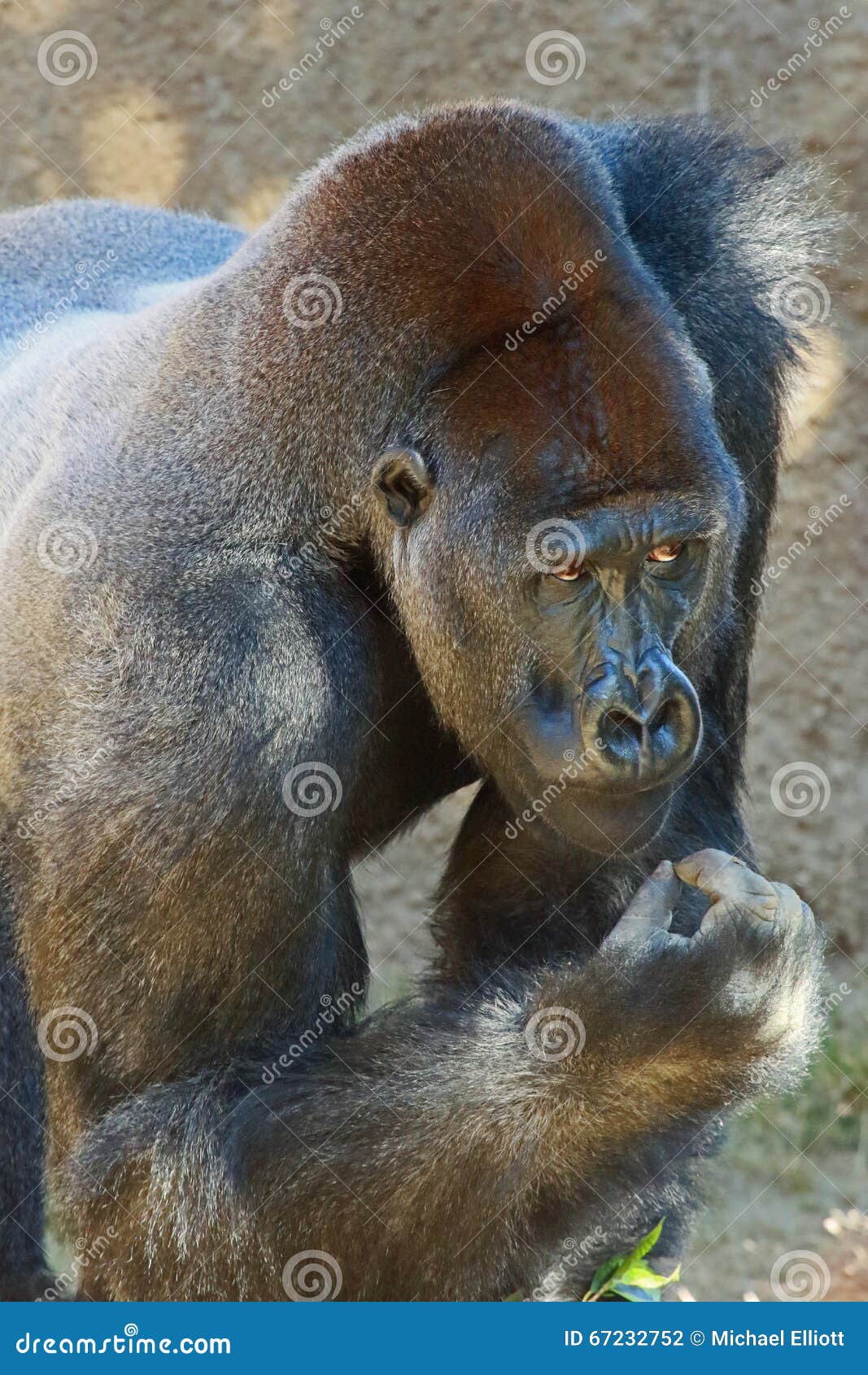 Gorilla stock photo. Image of lean, buckskinman, leaning - 67232752