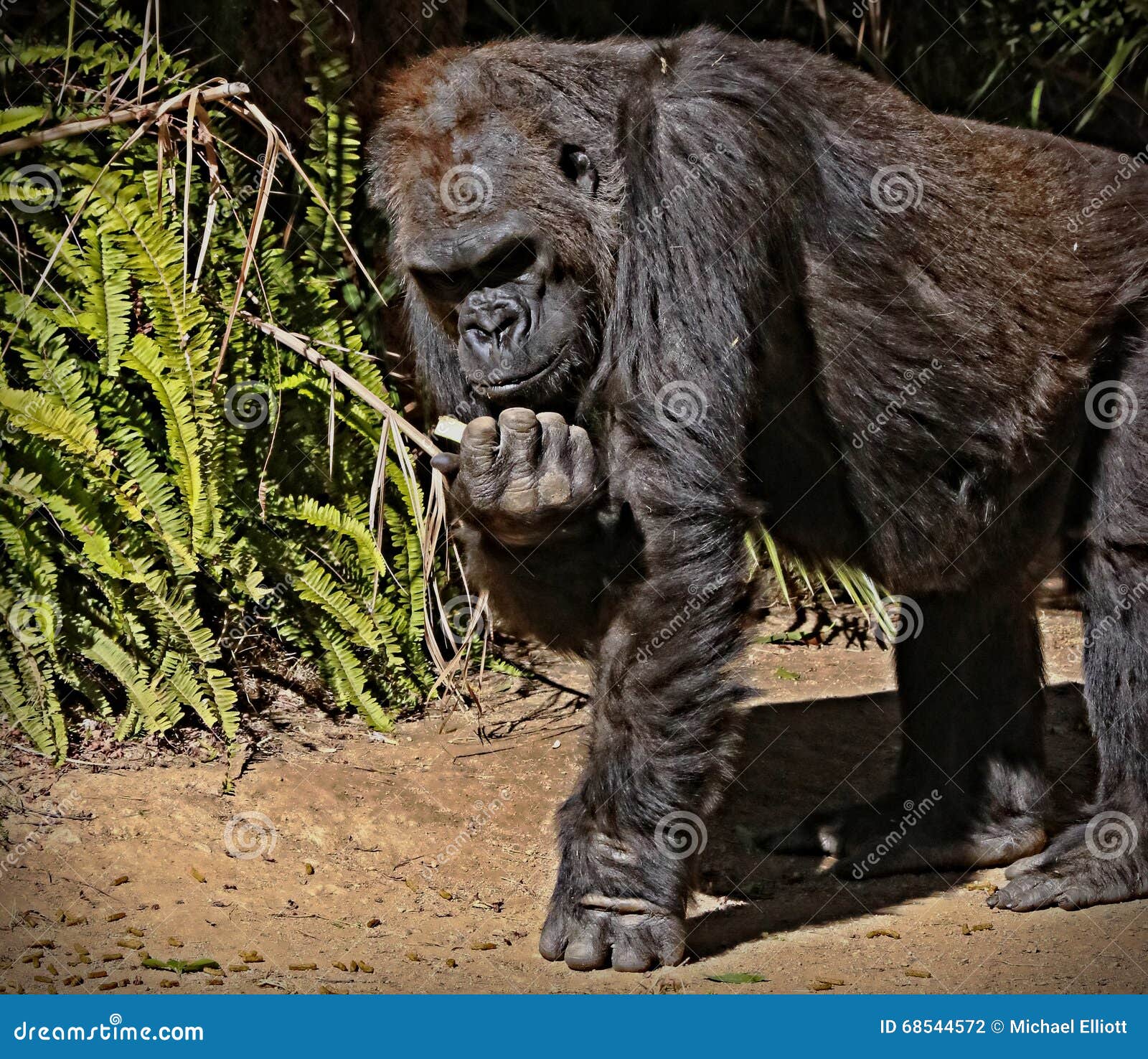 Gorilla stock photo. Image of intelligence, lean, animals - 68544572