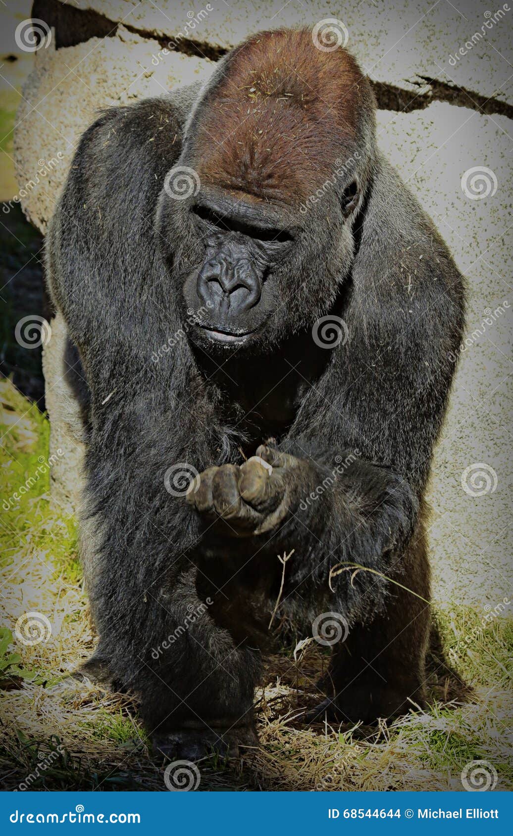 Gorilla stock photo. Image of female, animal, beast, intelligent - 68544644