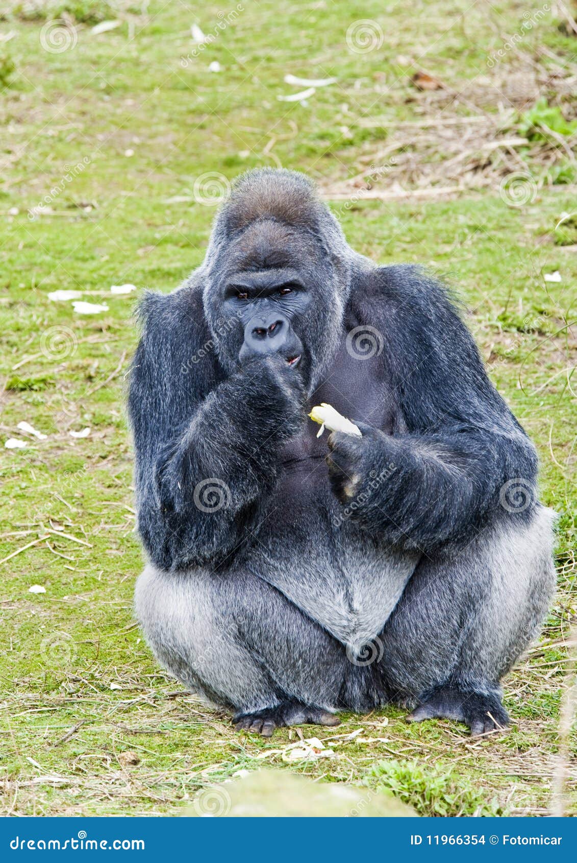 Gorilla Male Eating stock photo. Image of gorilla, africa - 11966354