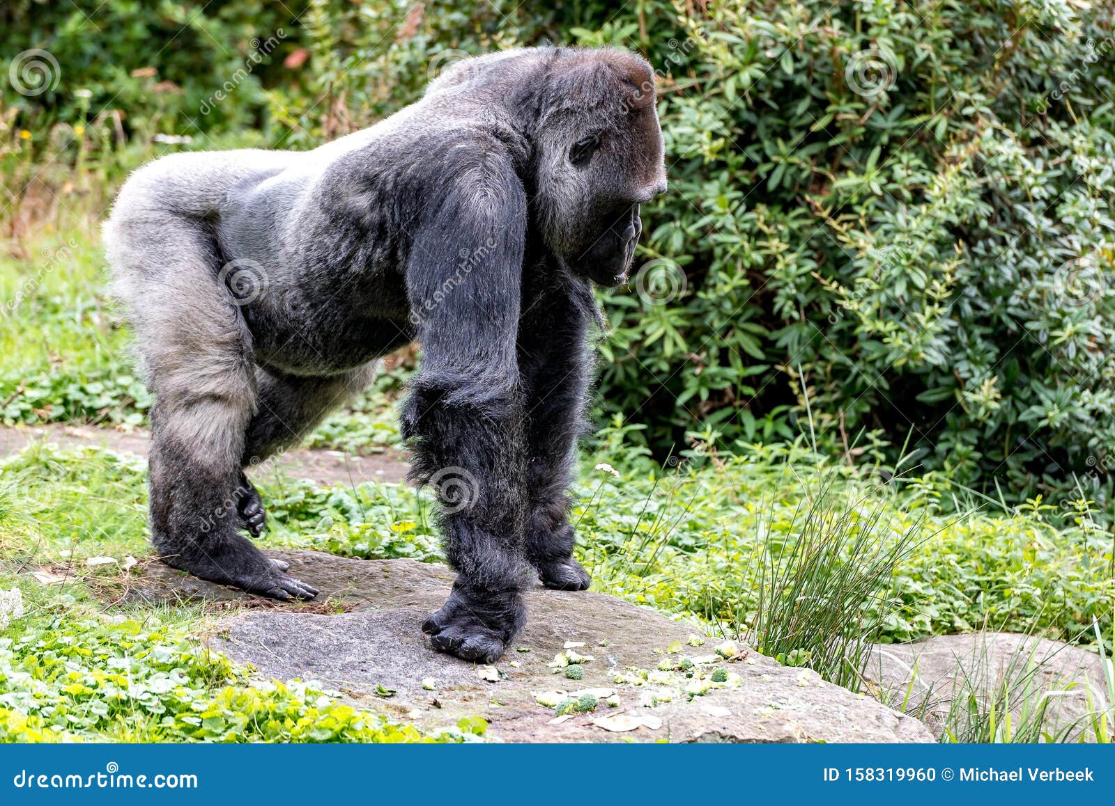 Gorilla Male is Impressively on Top of a Stone Stock Photo - Image of ...