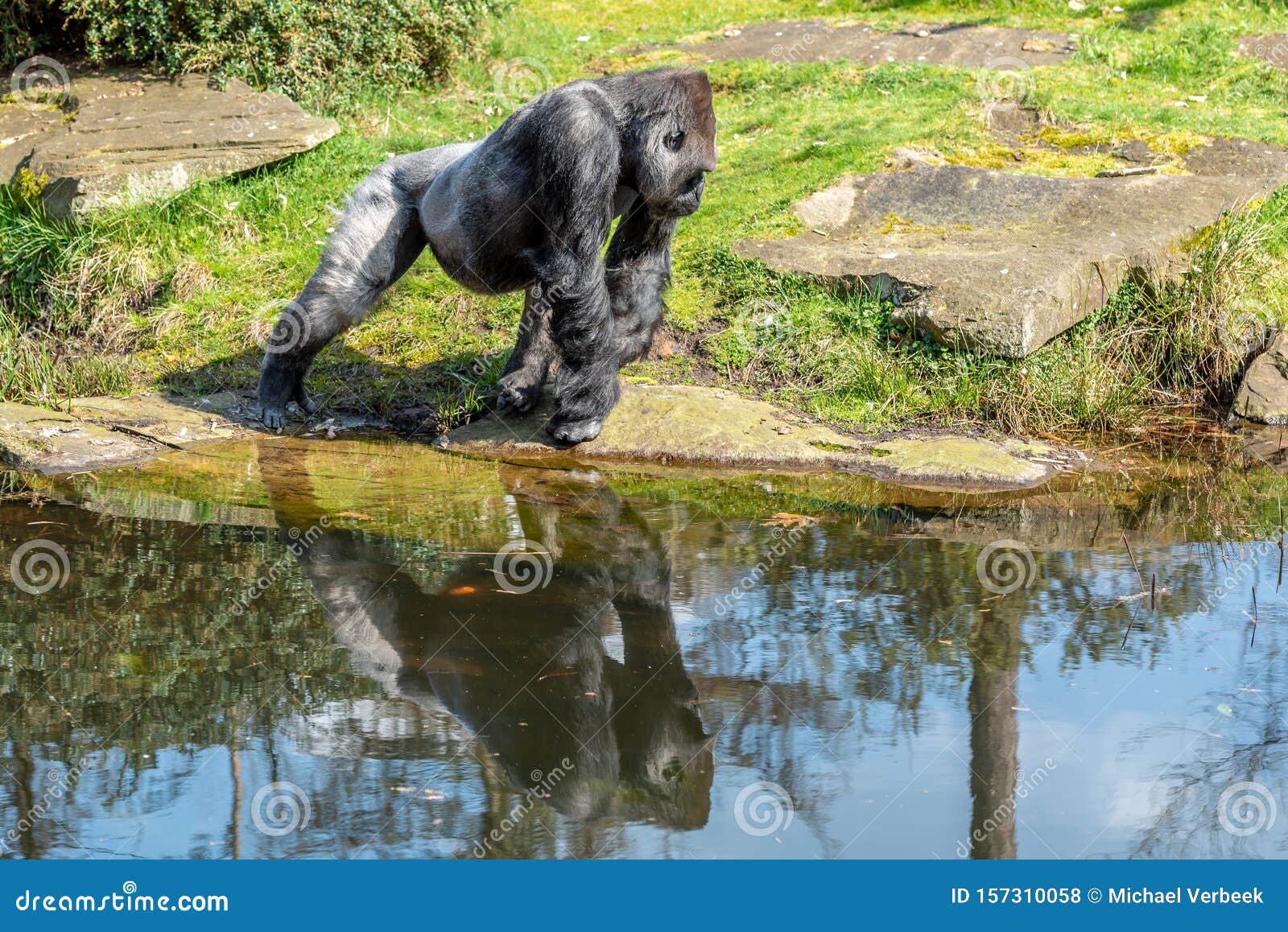 Gorilla Man Runs Away from the Water Stock Photo - Image of catta, away ...